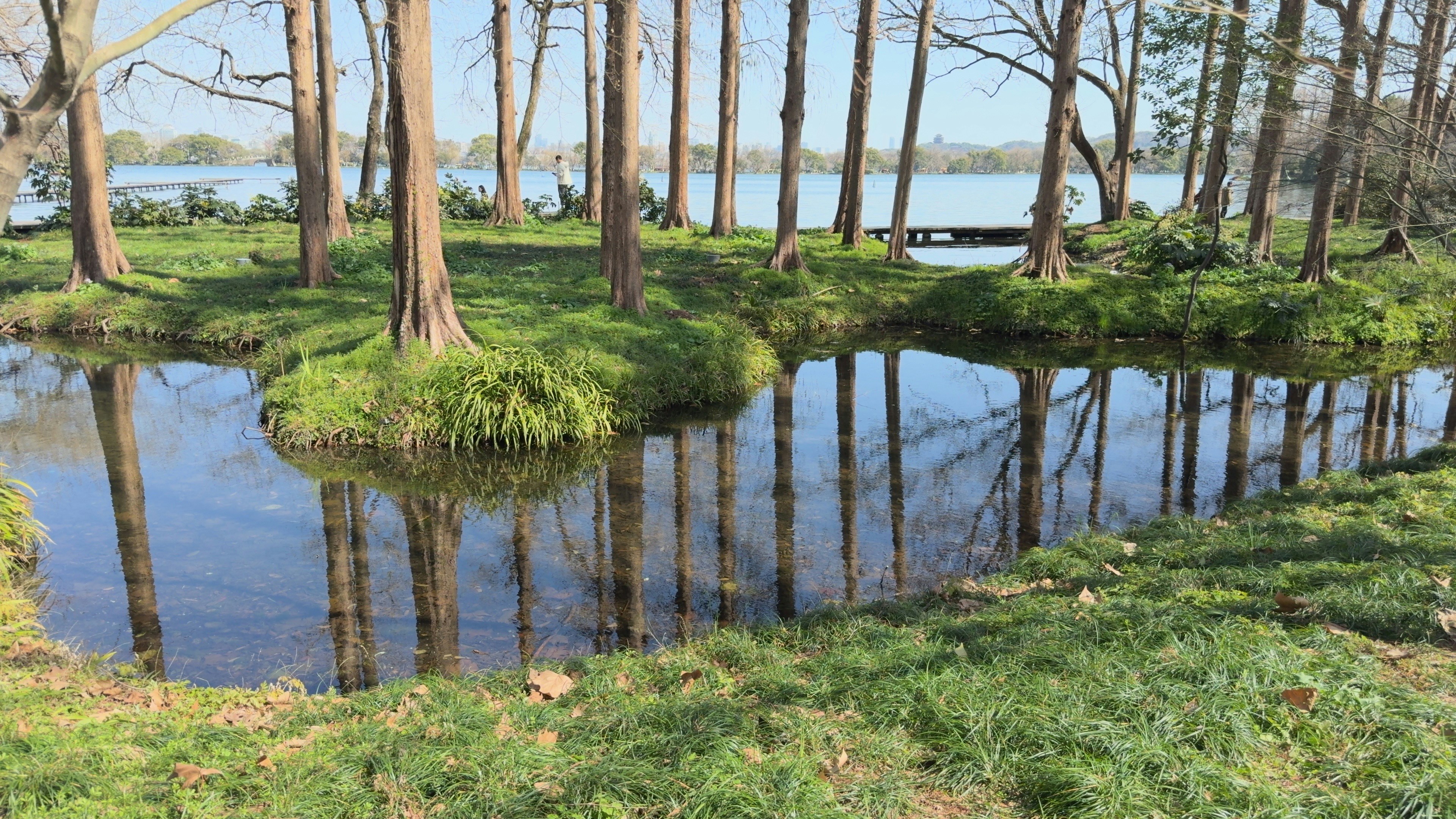 Mirror Grove: Row of Pines Reflected on Quiet Water
