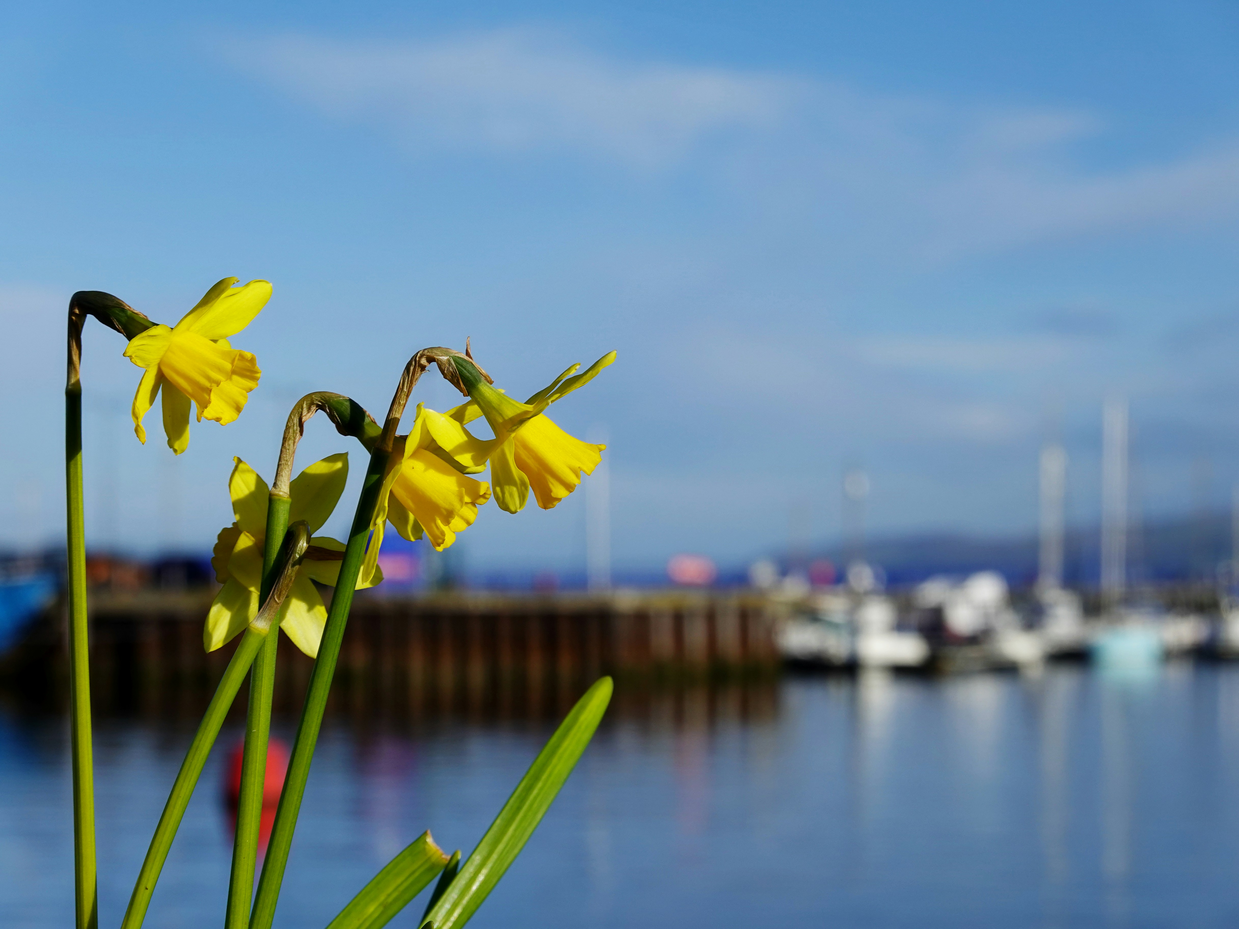 Yellow Daffodils at the Marina Edge