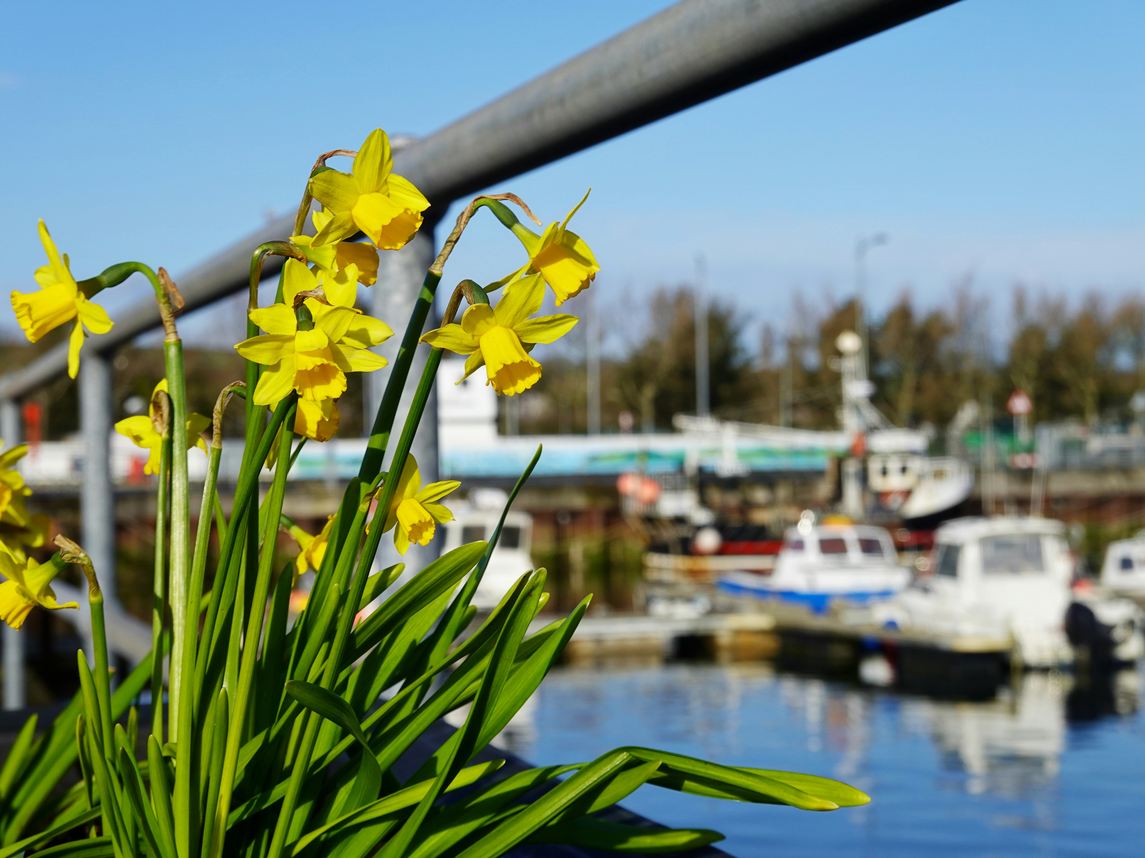 Yellow daffodils bloom by a harbor with boats.