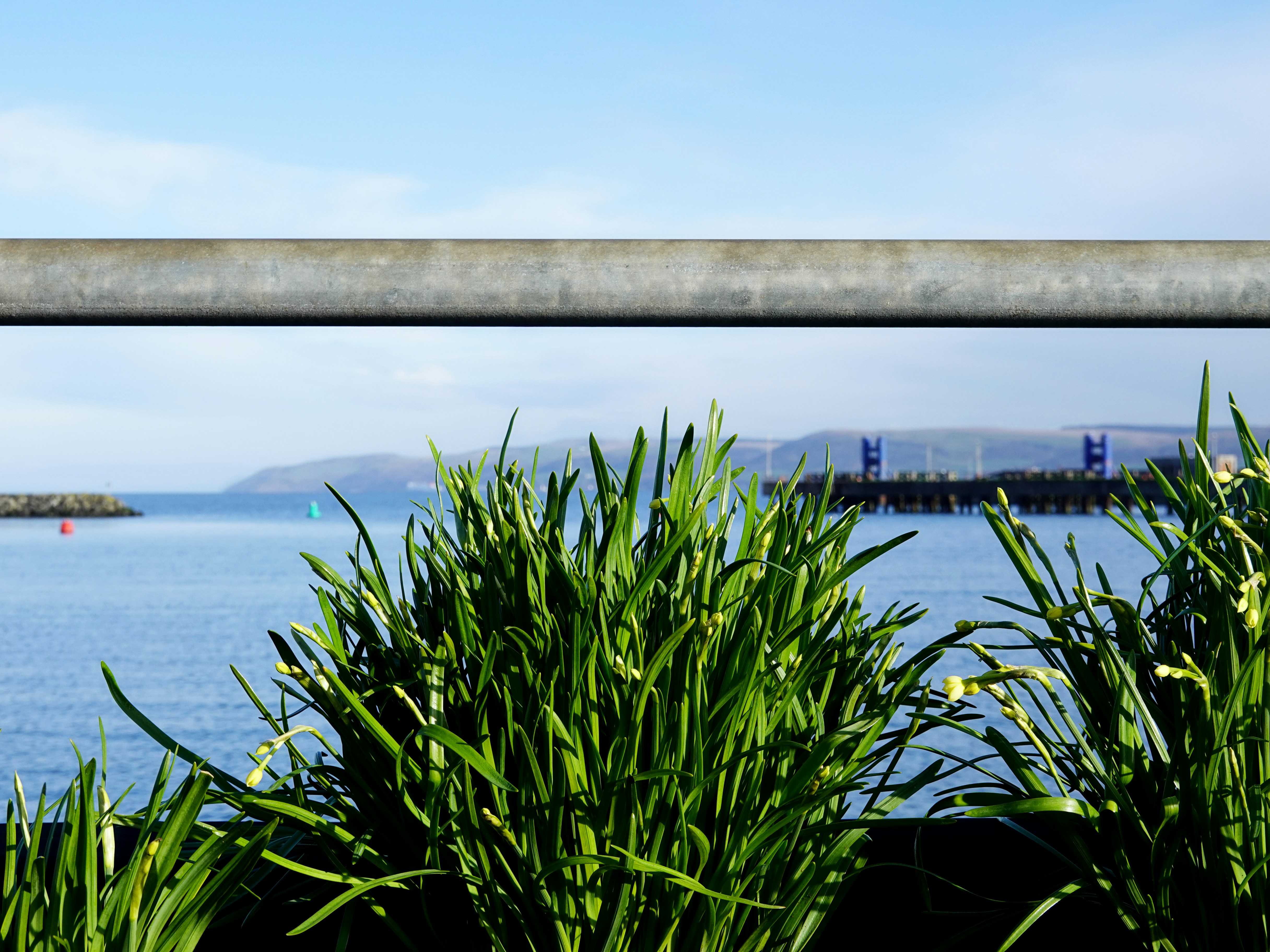 Green Fins by the Pier: Plants Framing a Quiet Seascape