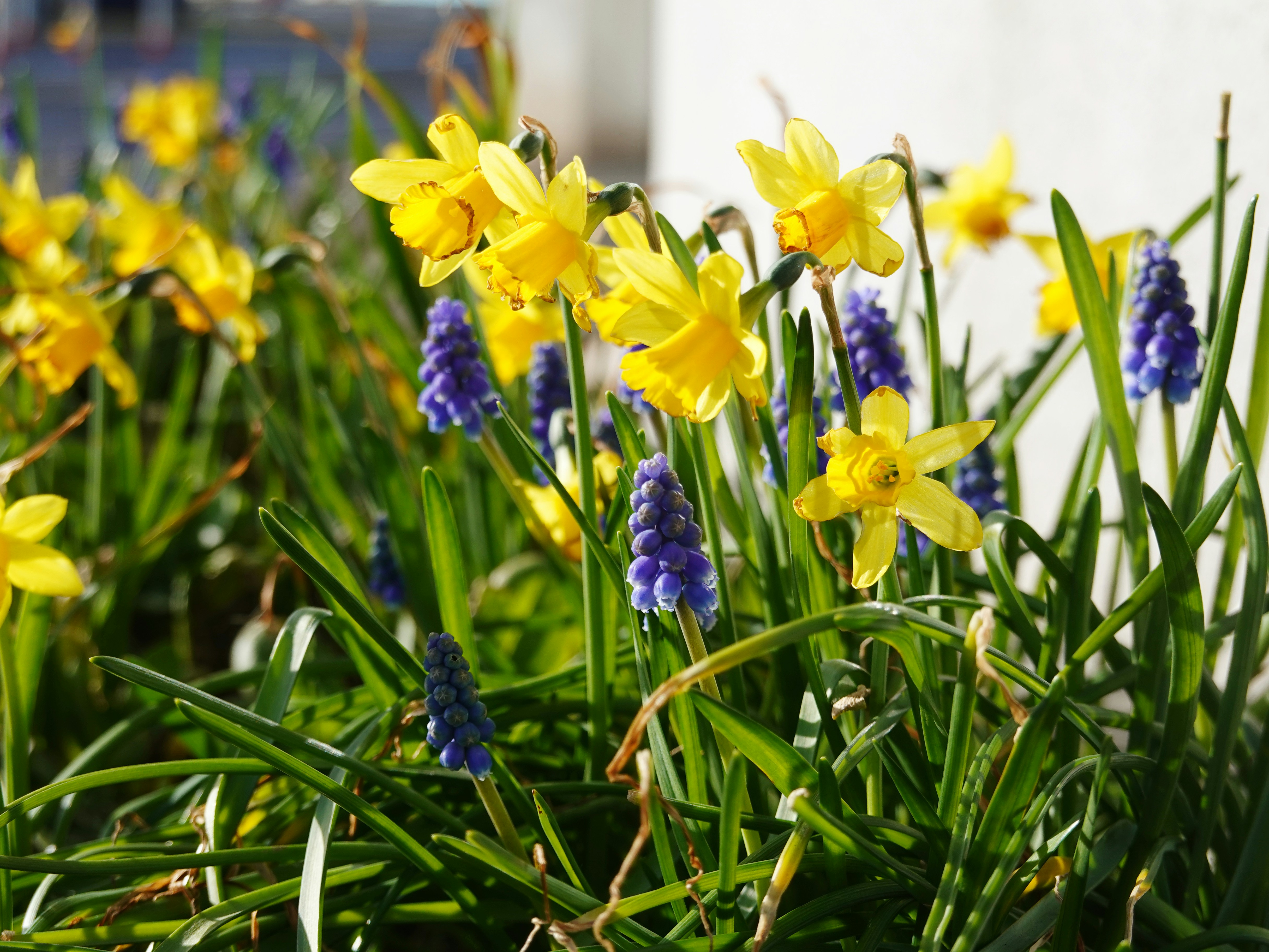 Sunlit Yellow Daffodils amid Purple Blooms