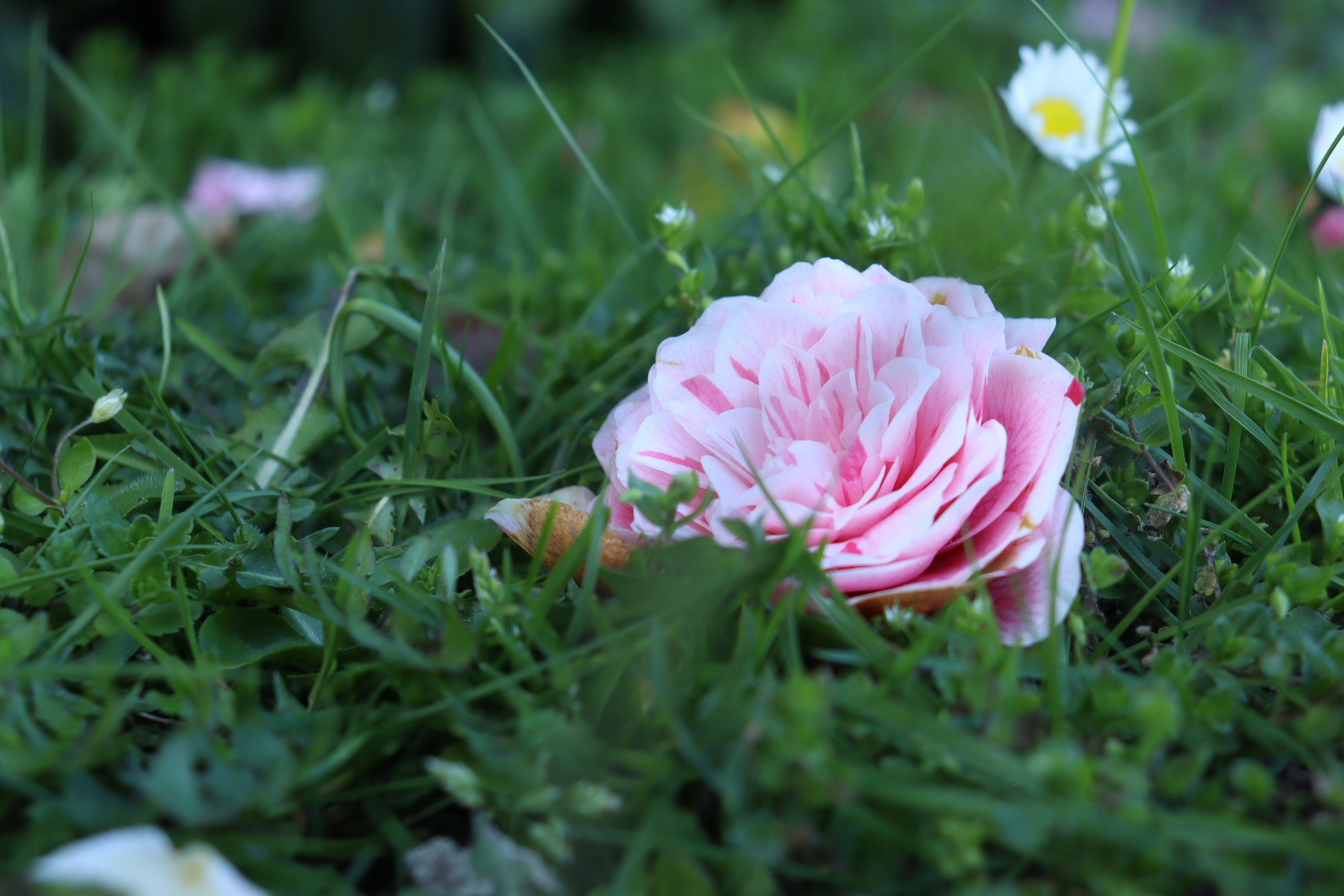 Petaled Beacon in a Quiet Meadow