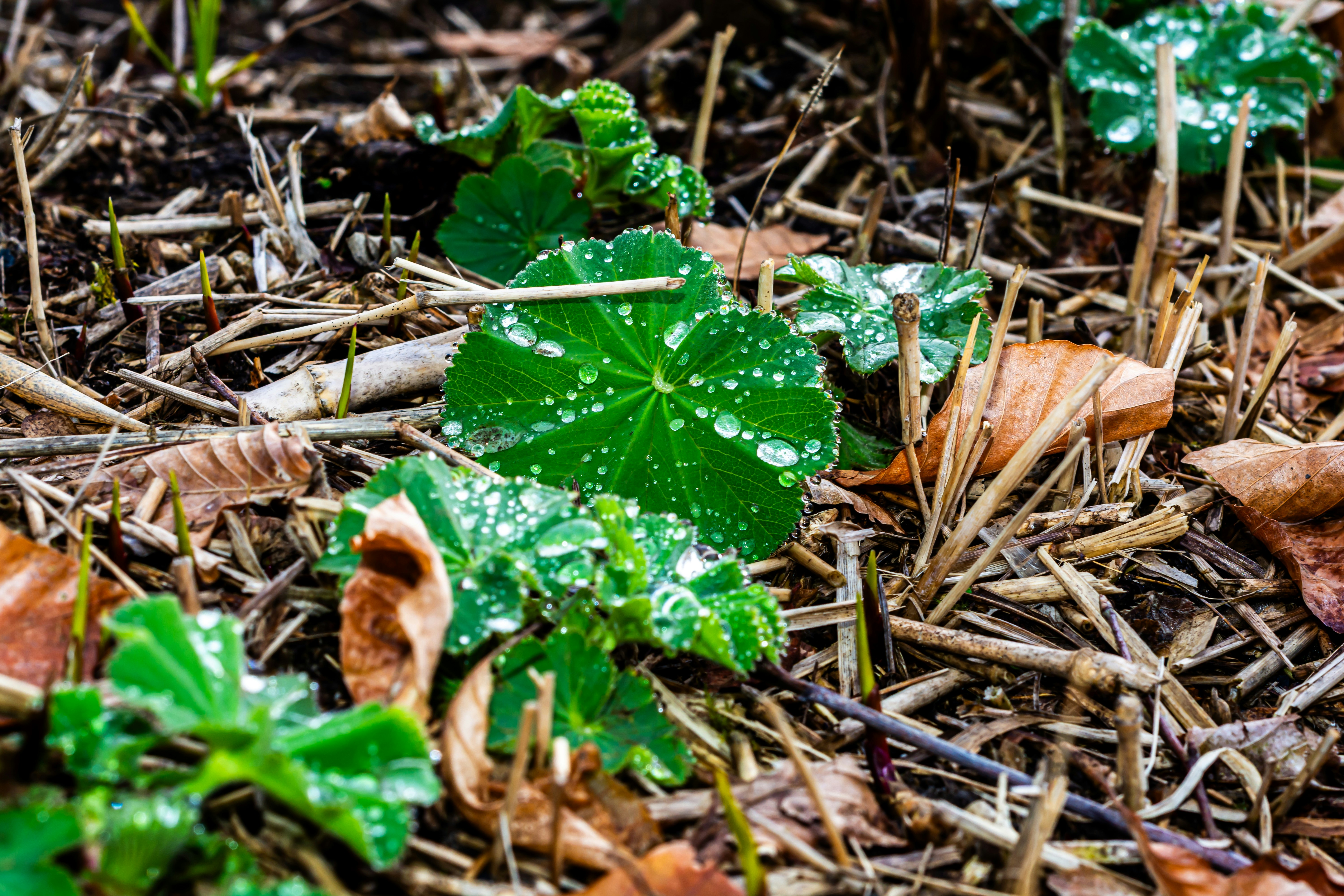 Dew-Kissed Green Leaflet Among Forest Debris