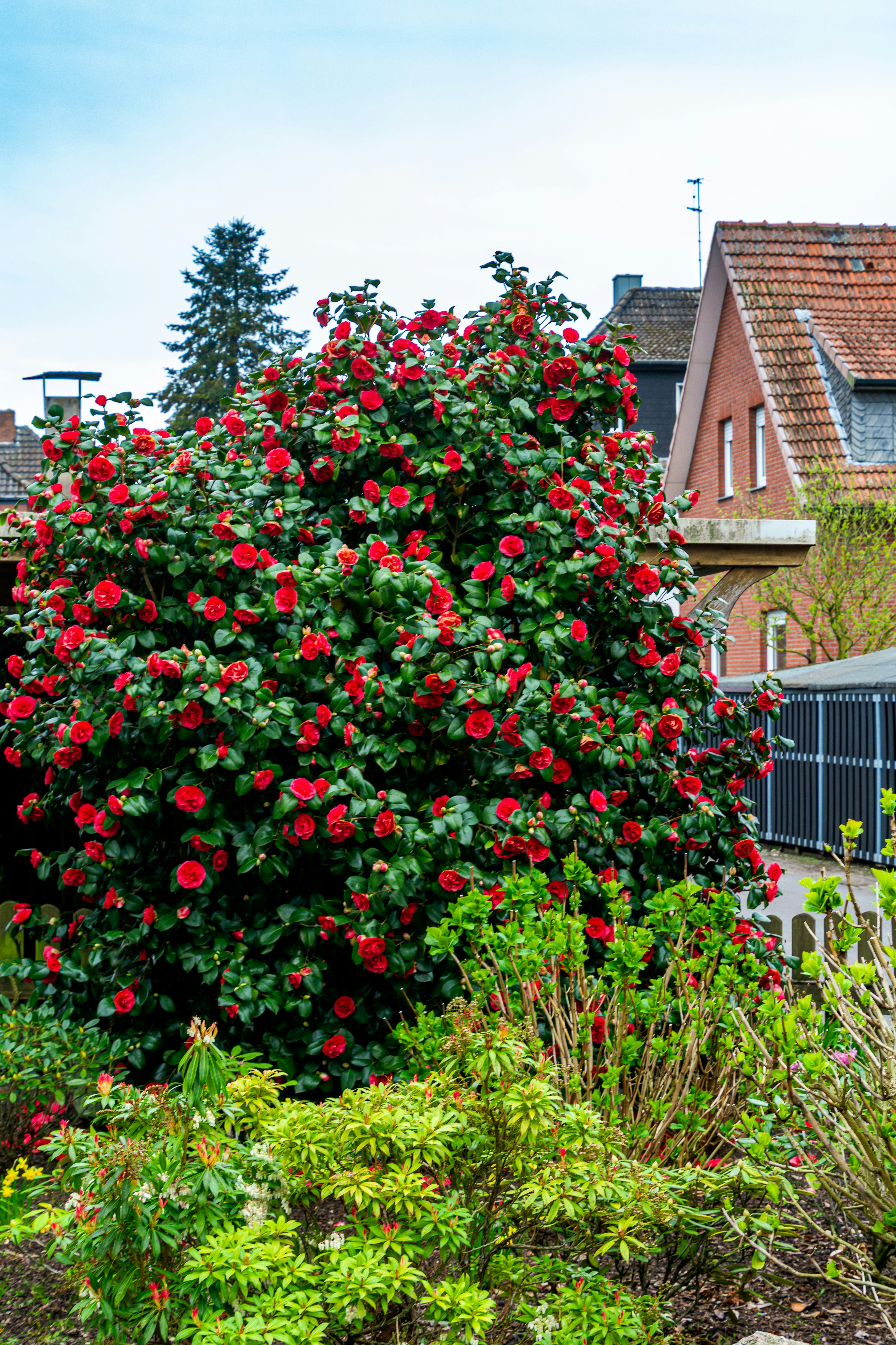 Rose-Blooming Corner: A Canal-Side Garden in Full Color
