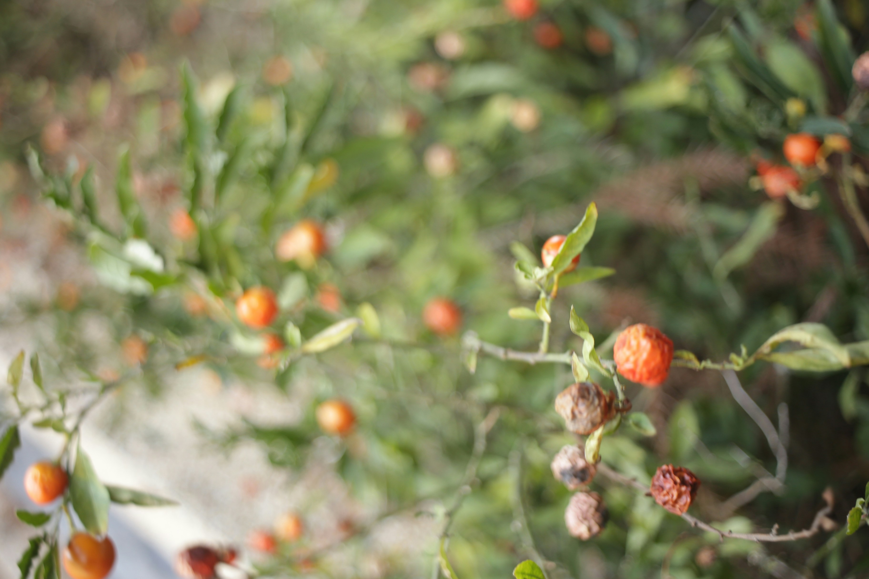 Orange Berries in Soft Focus: A Garden's Fading Harvest