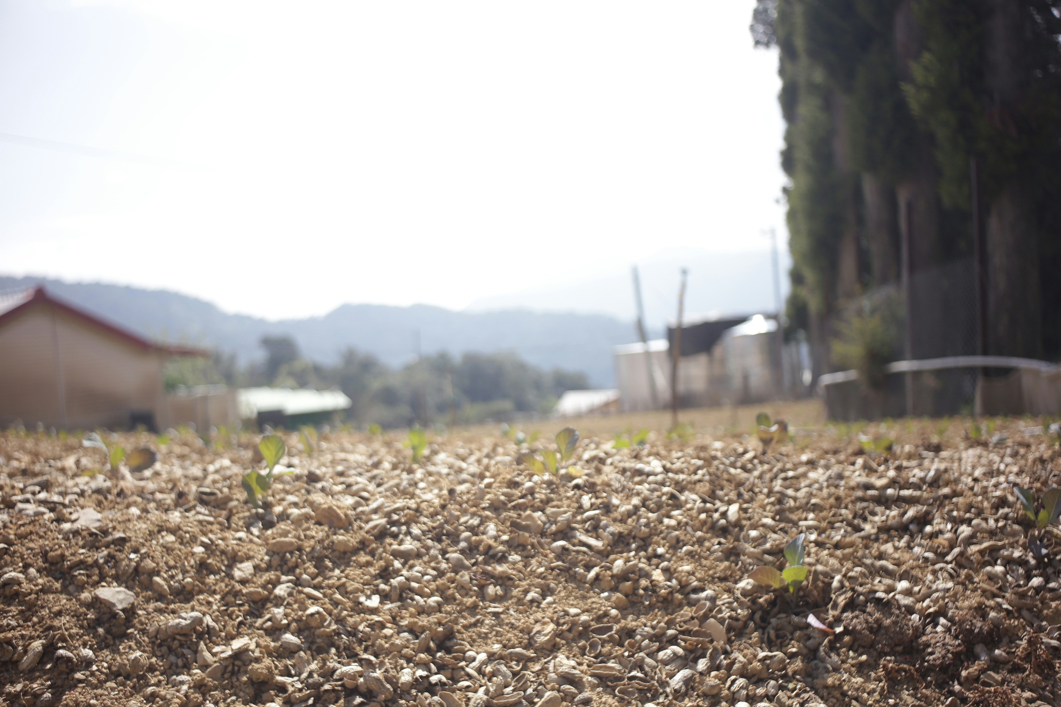 Seedlings Break Through the Dawn: A Quiet Field Emerges