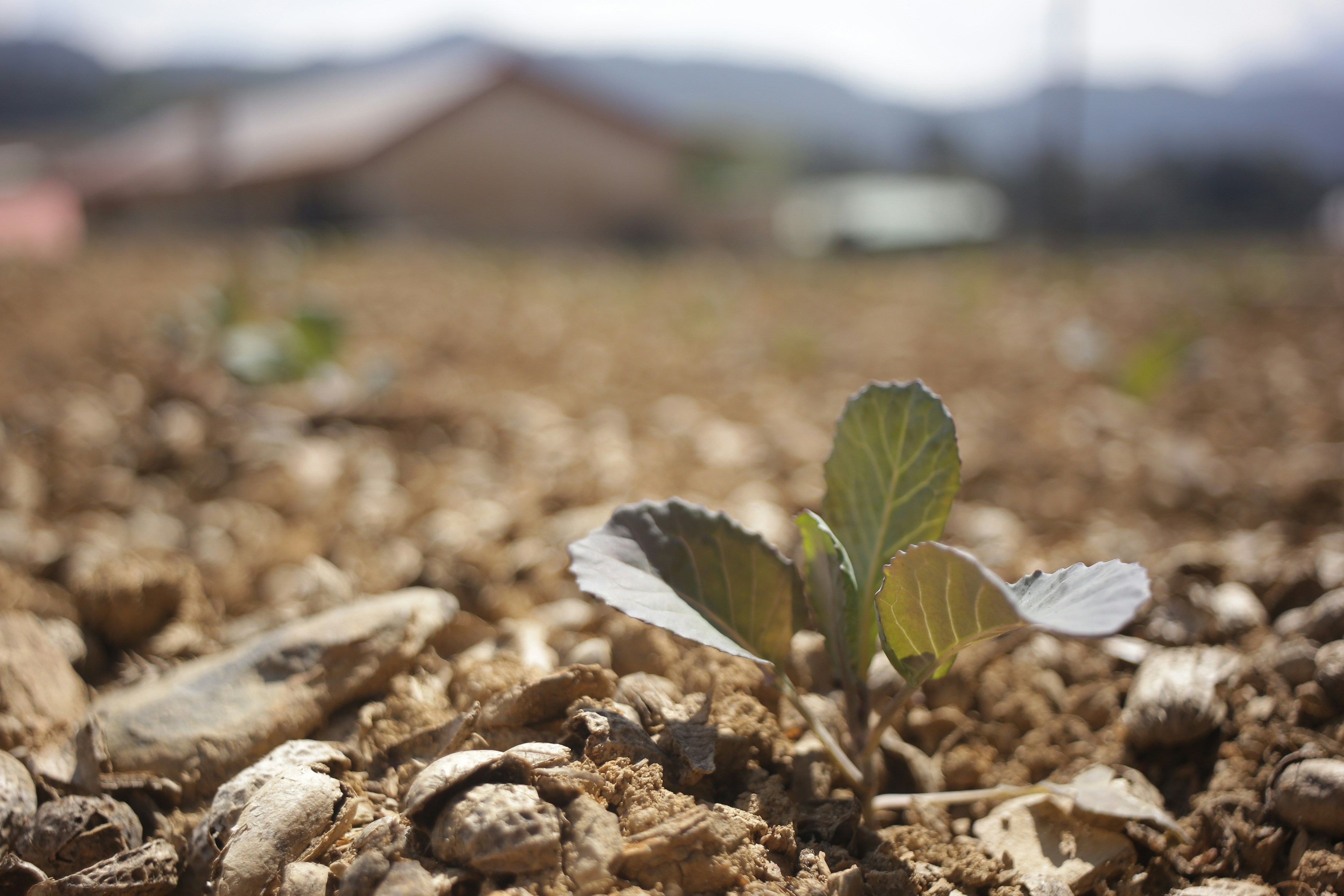 New Growth Breaks Through Arid Ground Under a Distant Horizon
