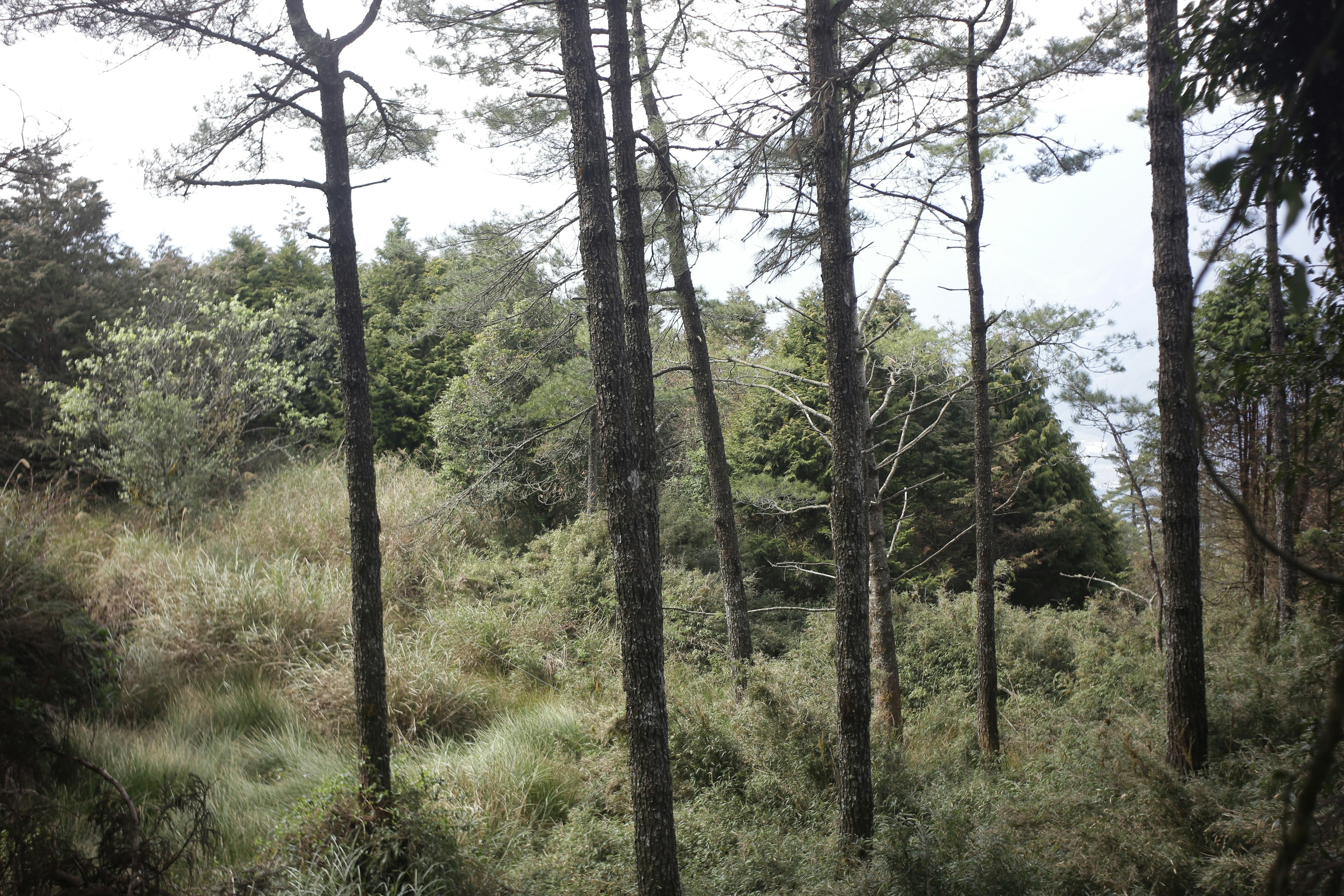 Silent Pine Corridor: A Quiet Moment in the Forest