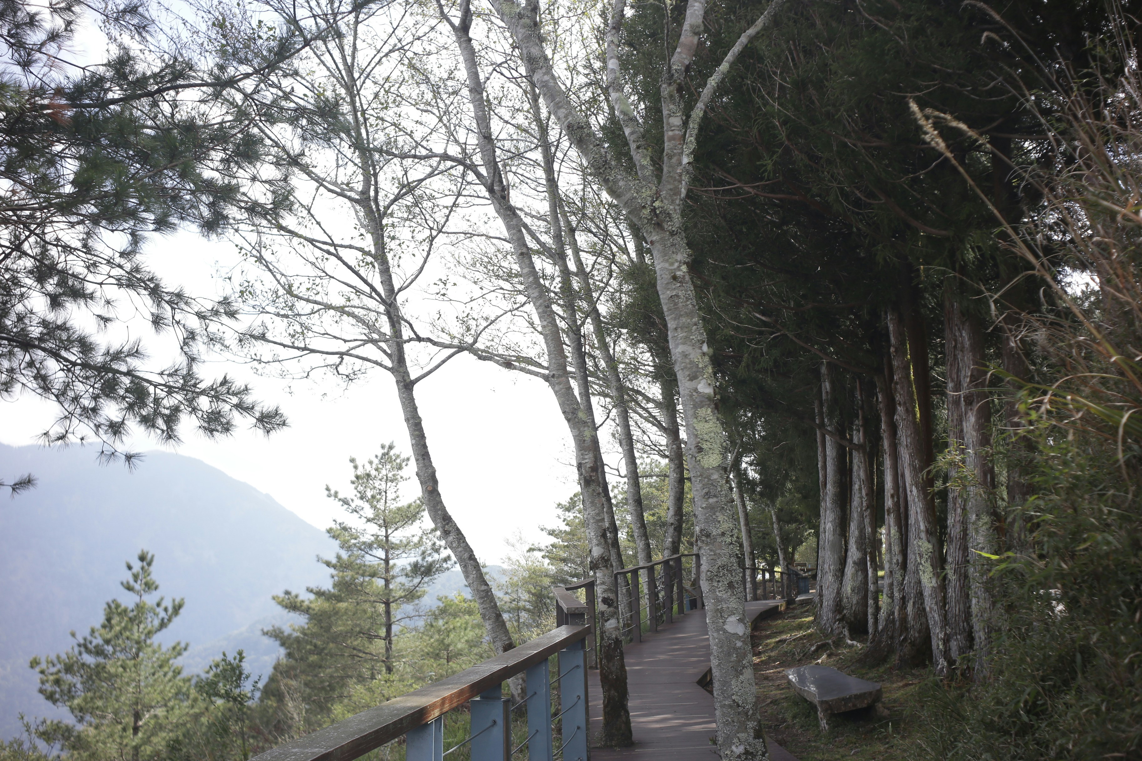 Trail Overlook: Wooden Path Winding Through Pines Along a Cliff