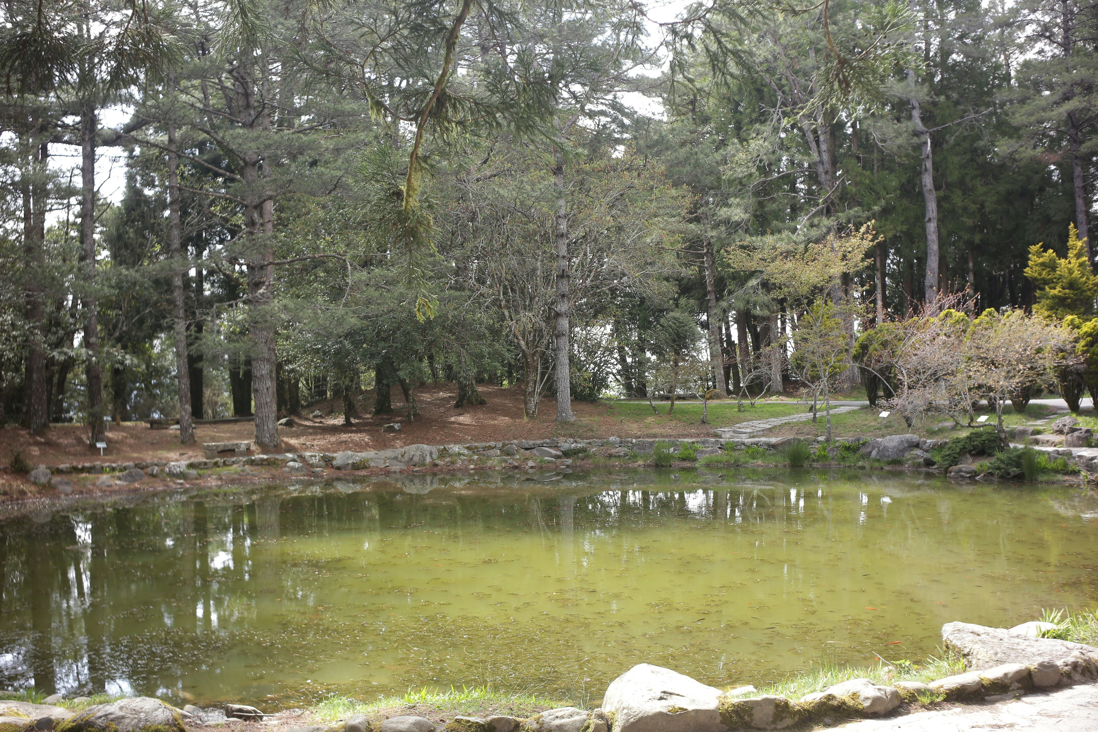 Tranquil Pond Edge Framed by Pines