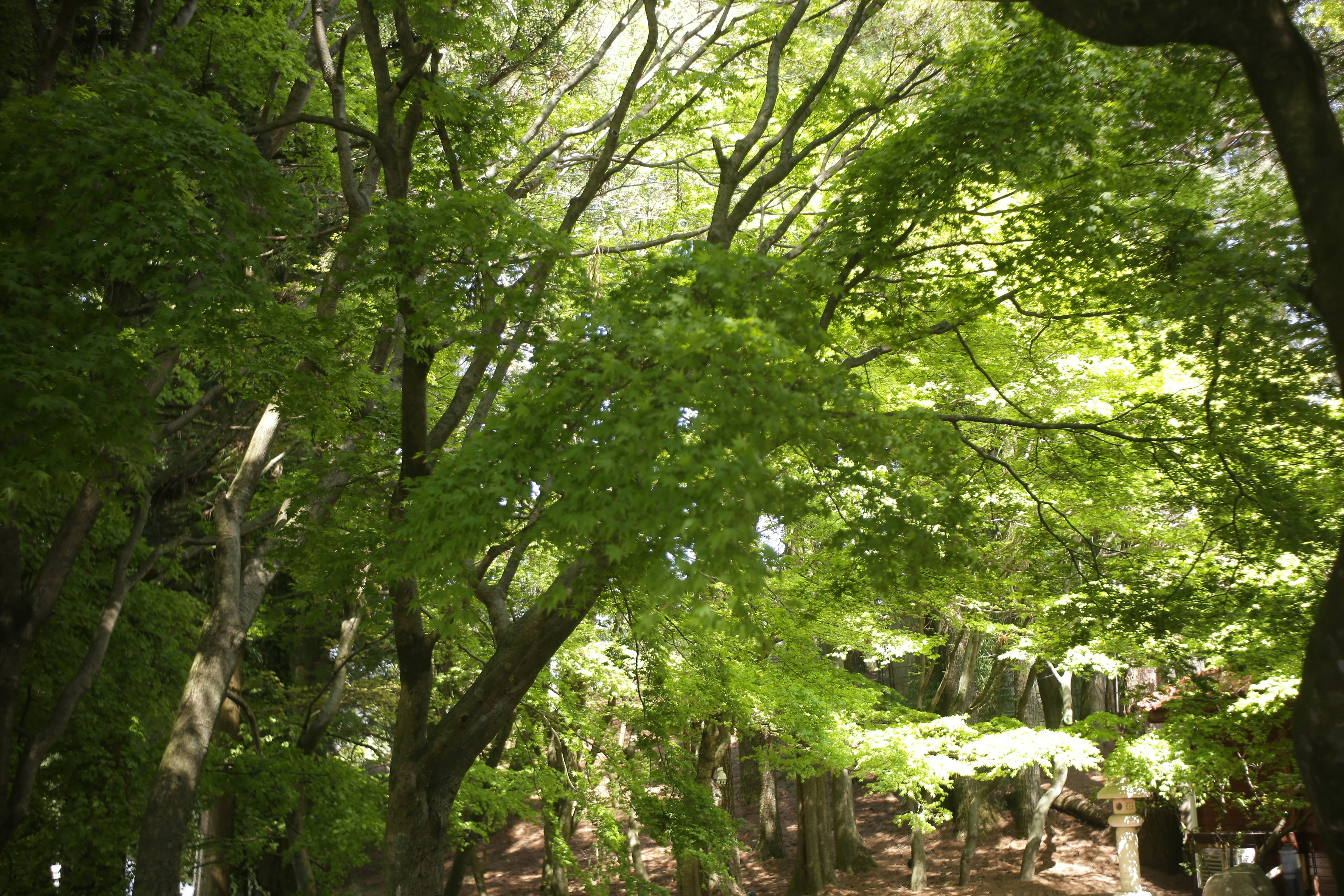 Dappled Canopy Over a Quiet Forest Floor