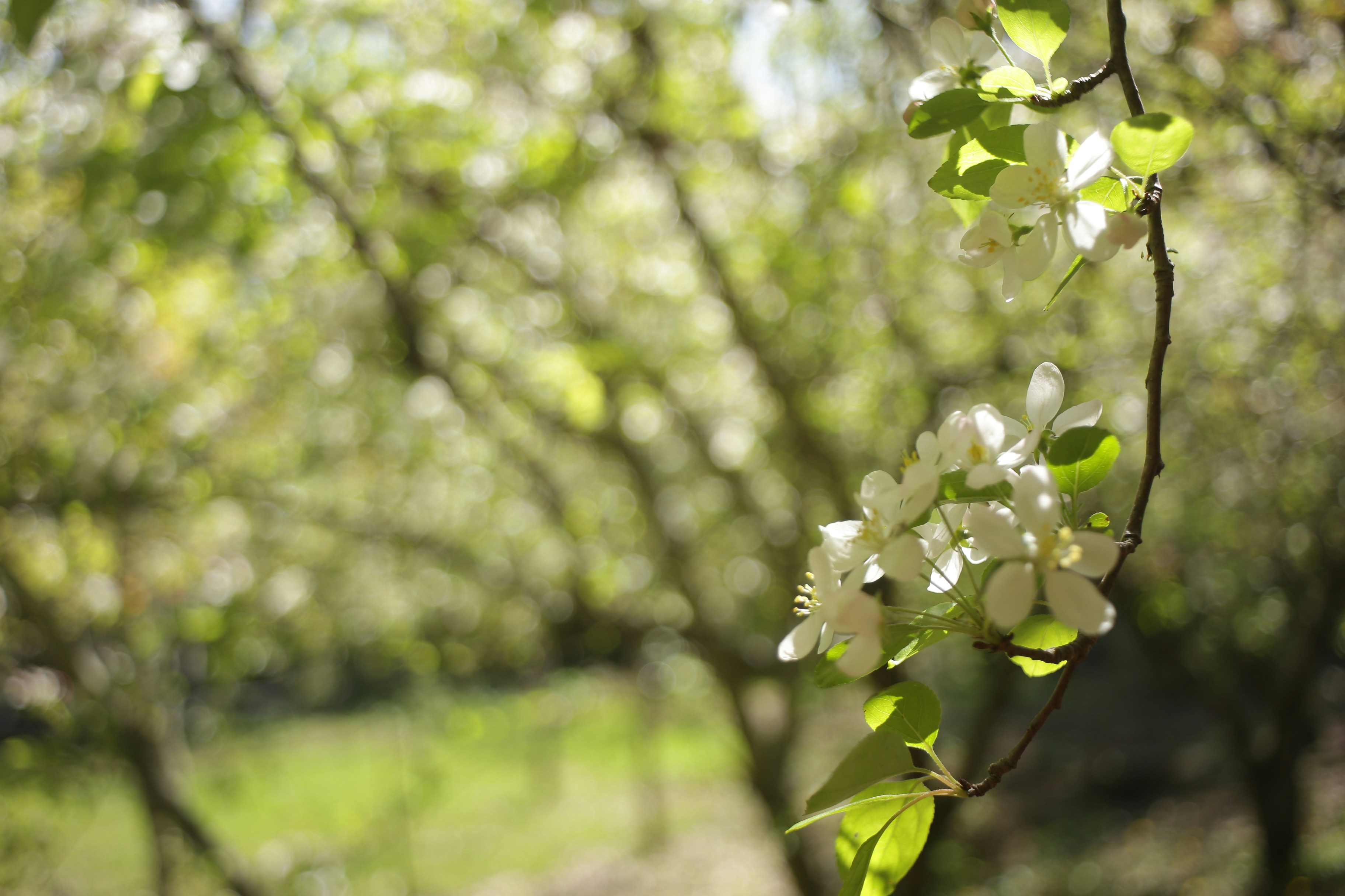 Whispers of Spring: Blossoms on a Sunlit Branch