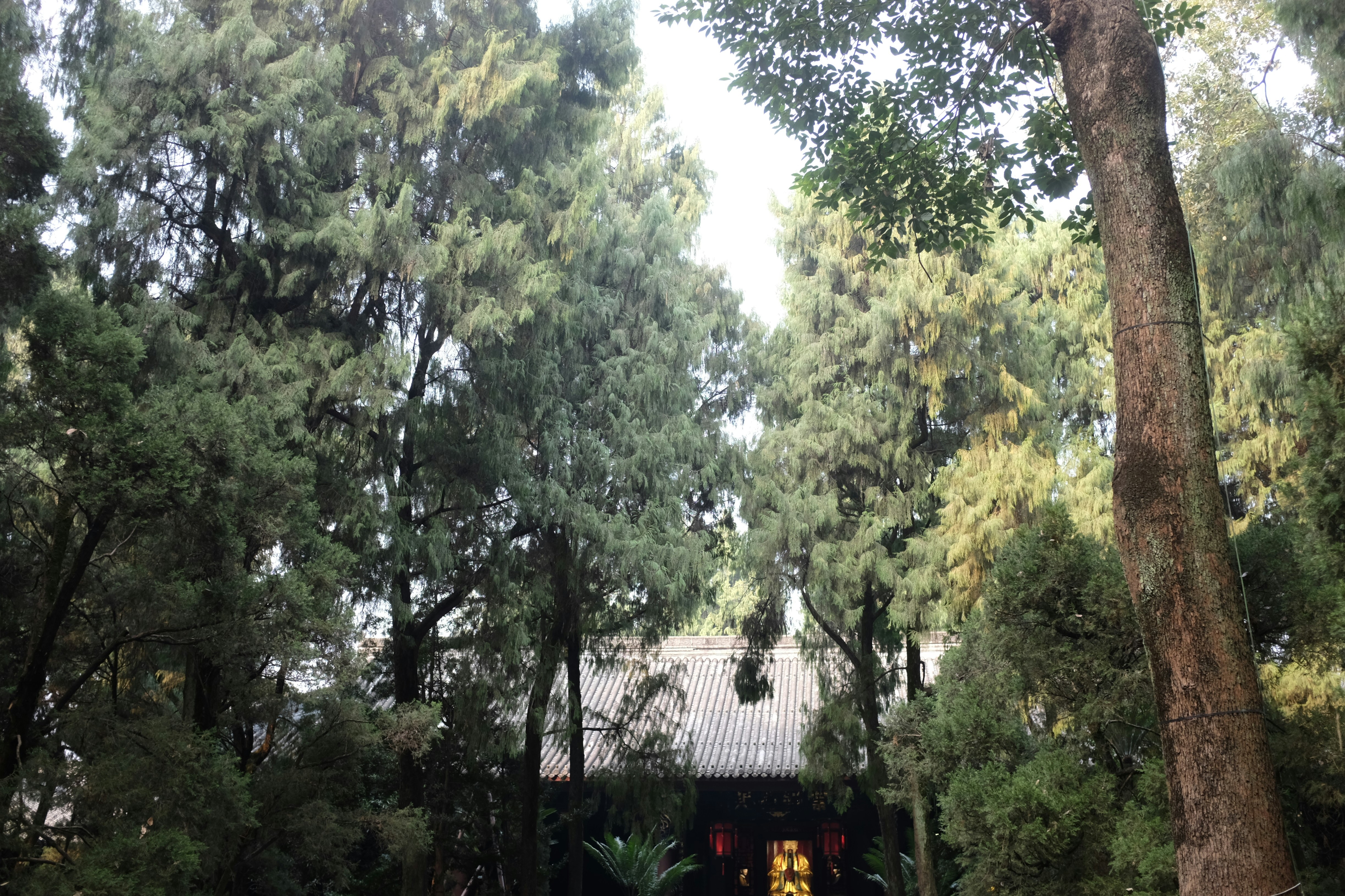 Forest Frame: Hidden Shrine Amid Tall Pines