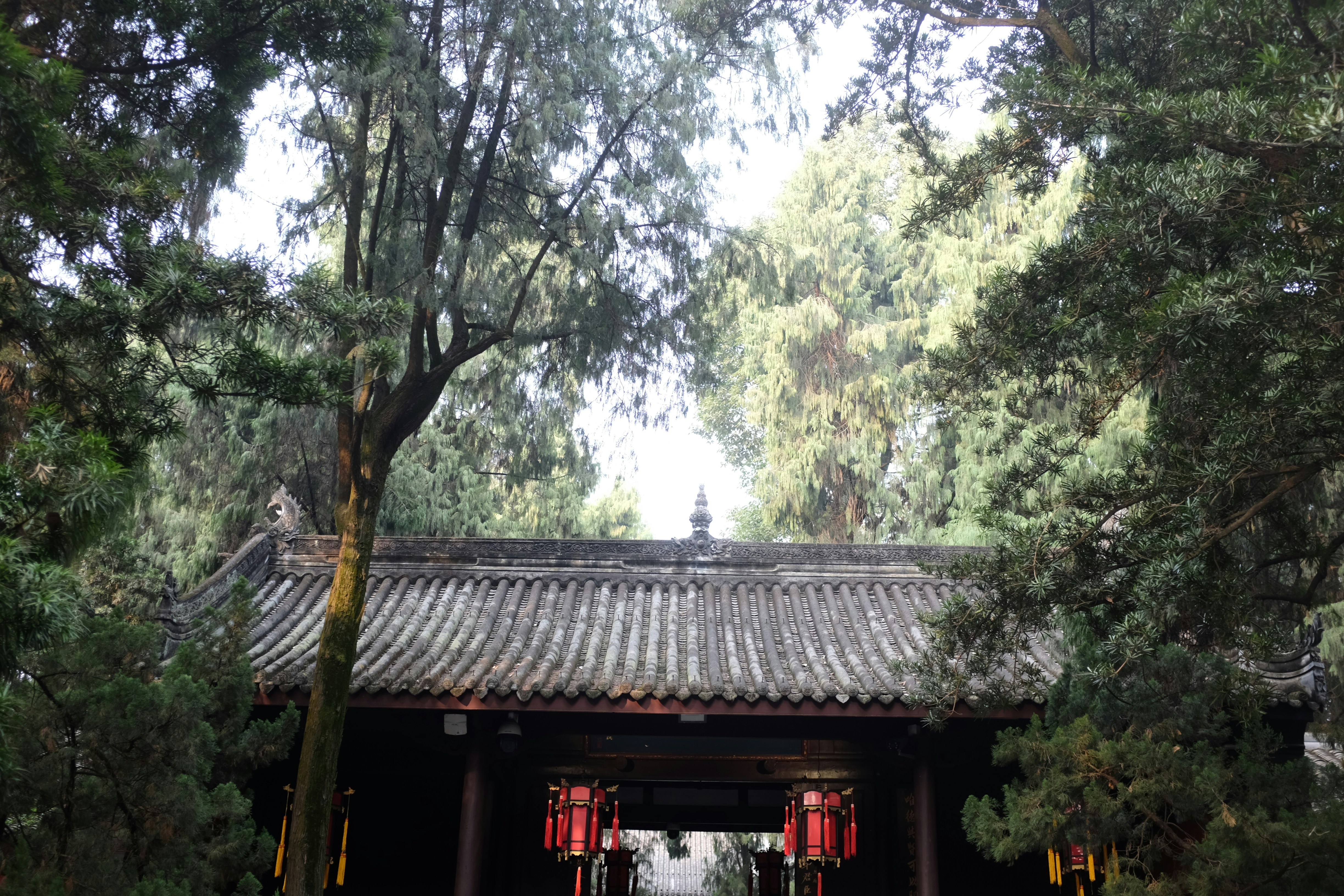Temple Gate in a Quiet Forest Corridor