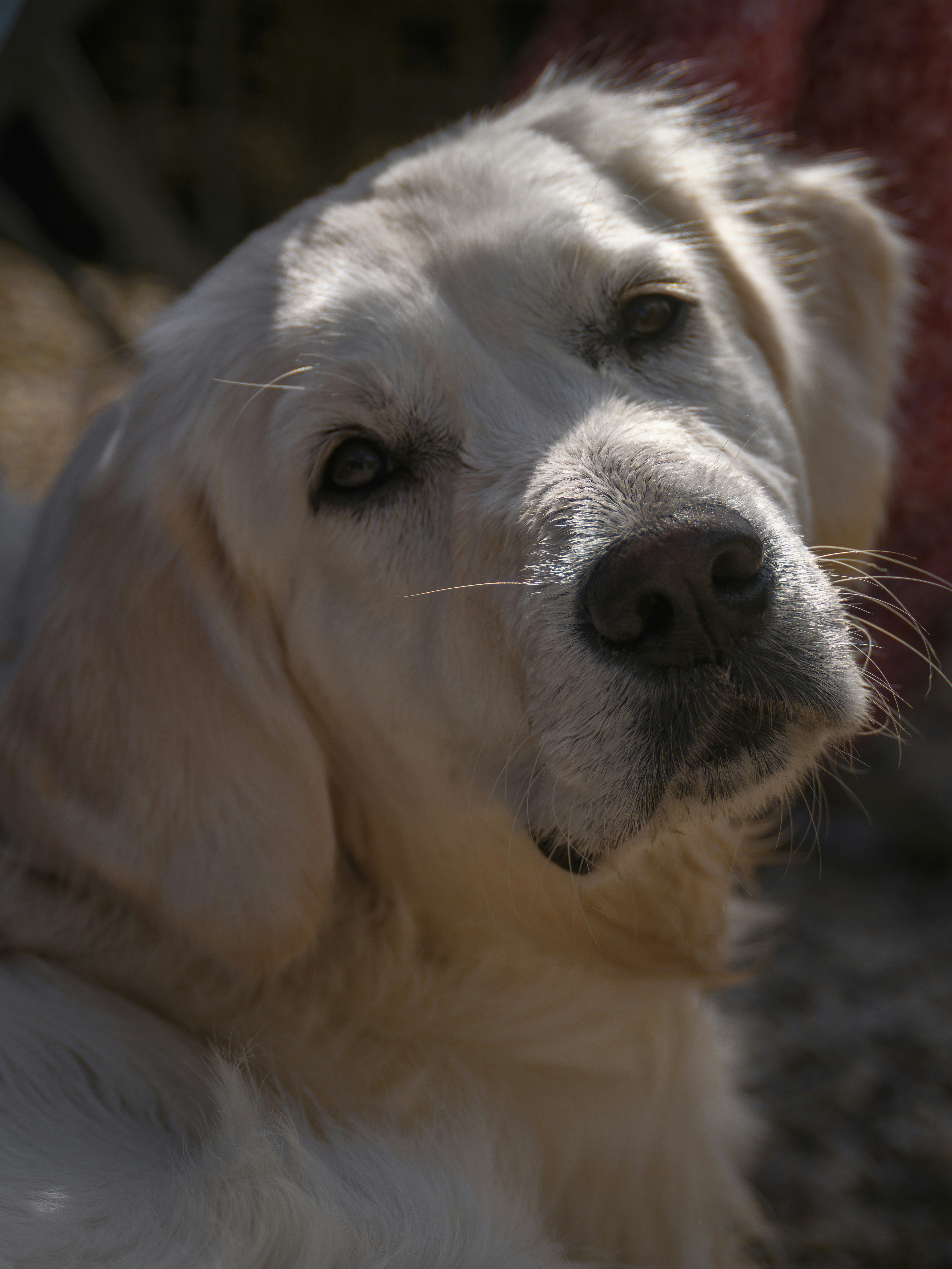 Gentle Gaze: A Golden-White Retriever with a Thinker’s Expression