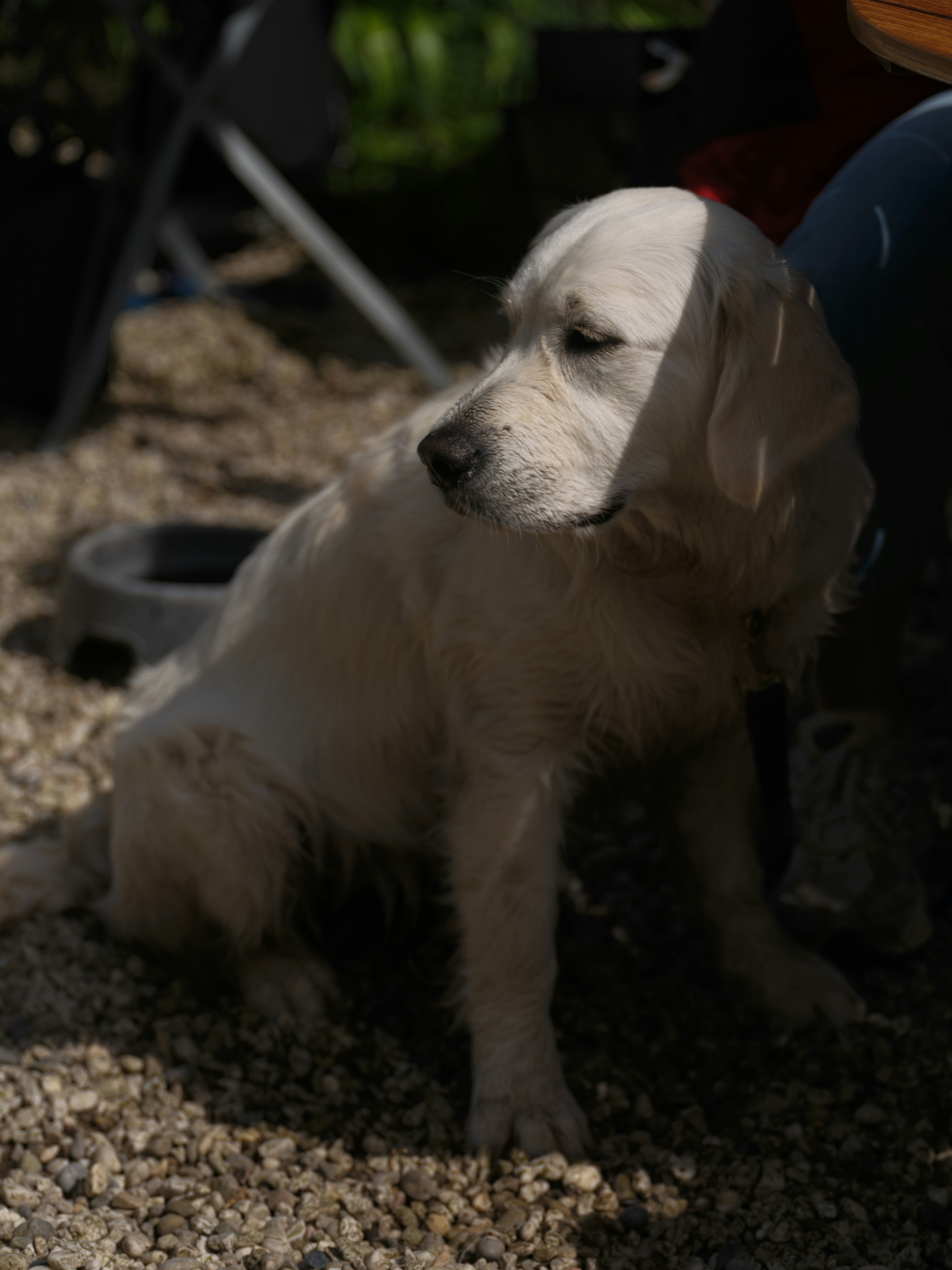 Quiet Golden Hour: A Golden Retriever in Shadowed Camp Calm