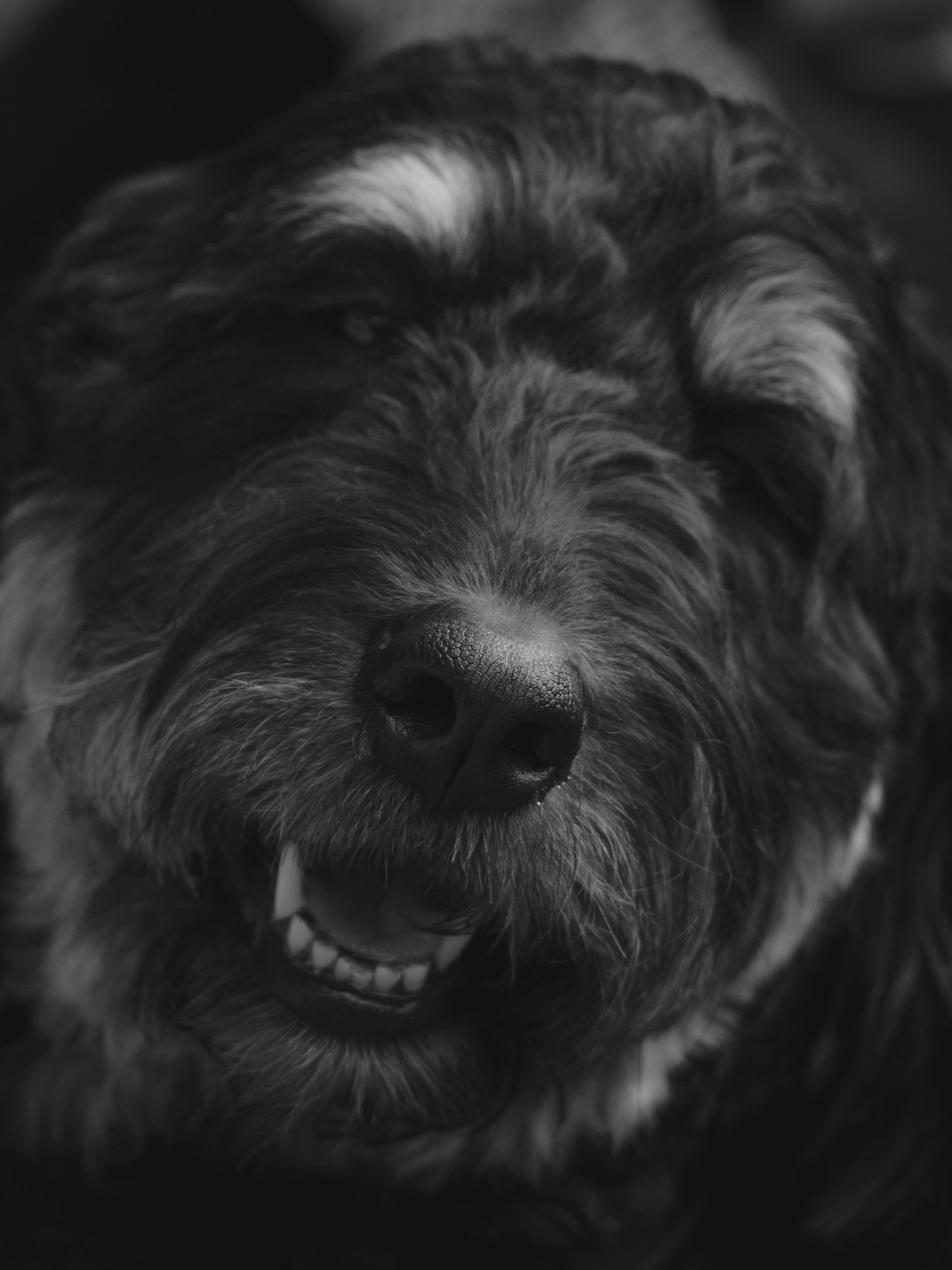 Close-Up Grin: A Portrait of Wagging Joy