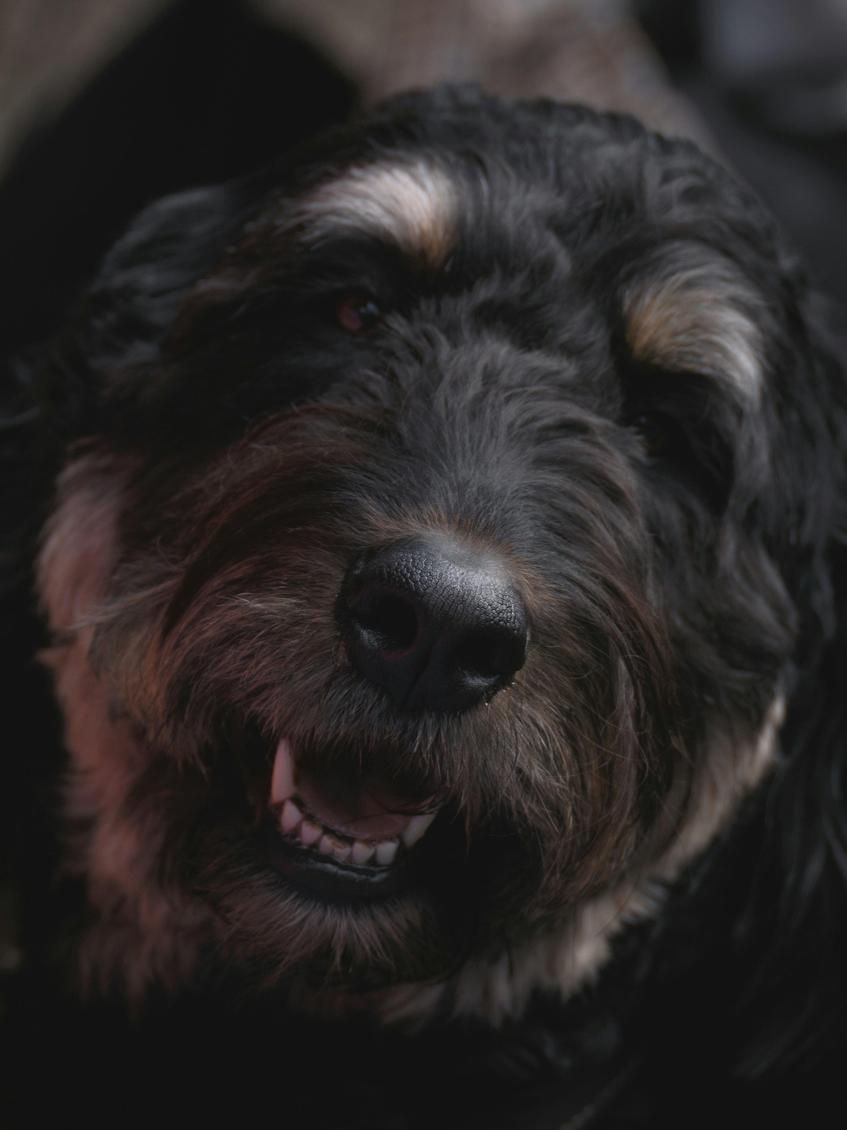 Curled in Whiskered Light: A Soft-Outlined Portrait of a Golden-Trim Springer