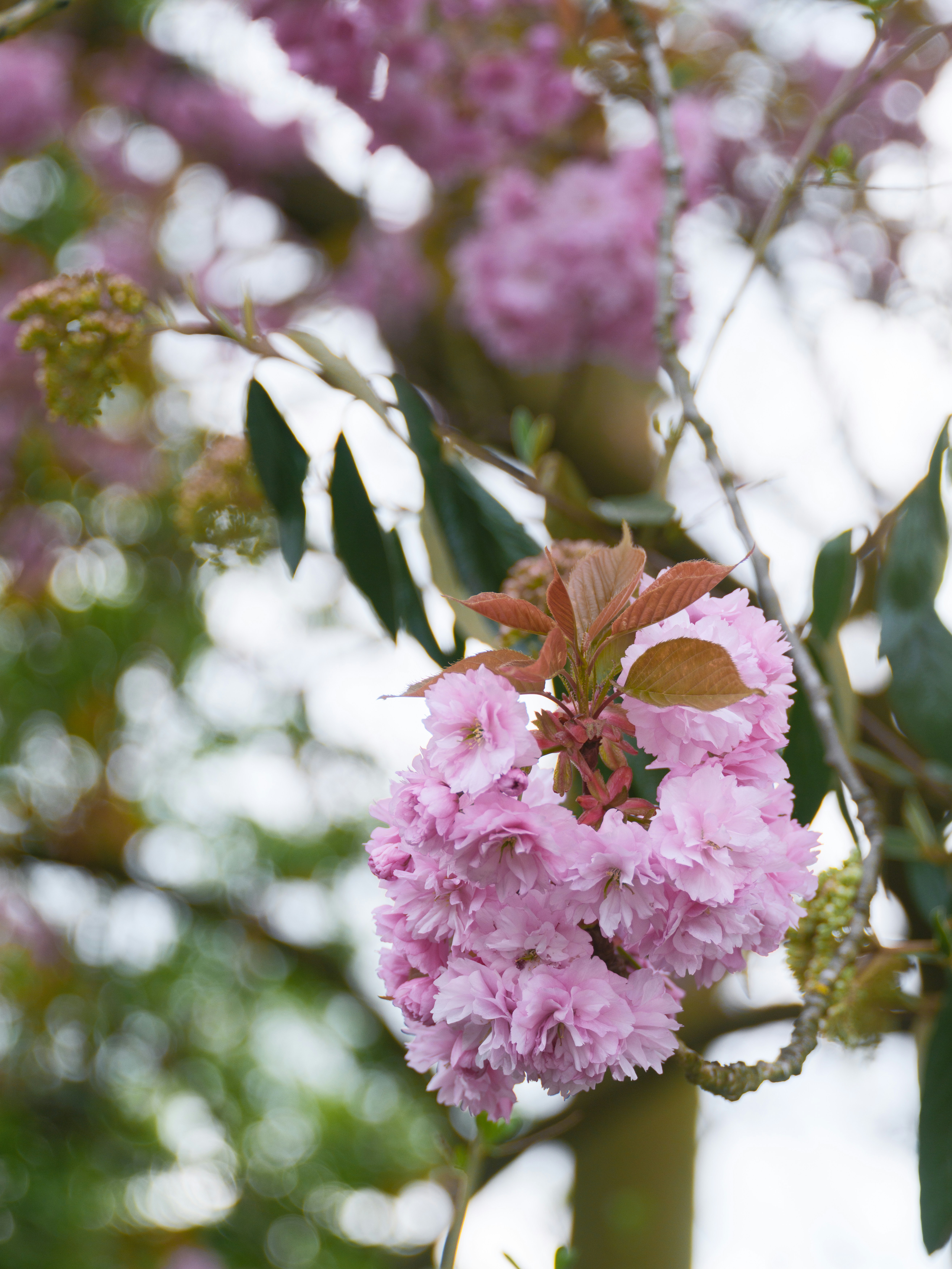 Pink Hydrangea Cluster in Soft Spring Backdrop