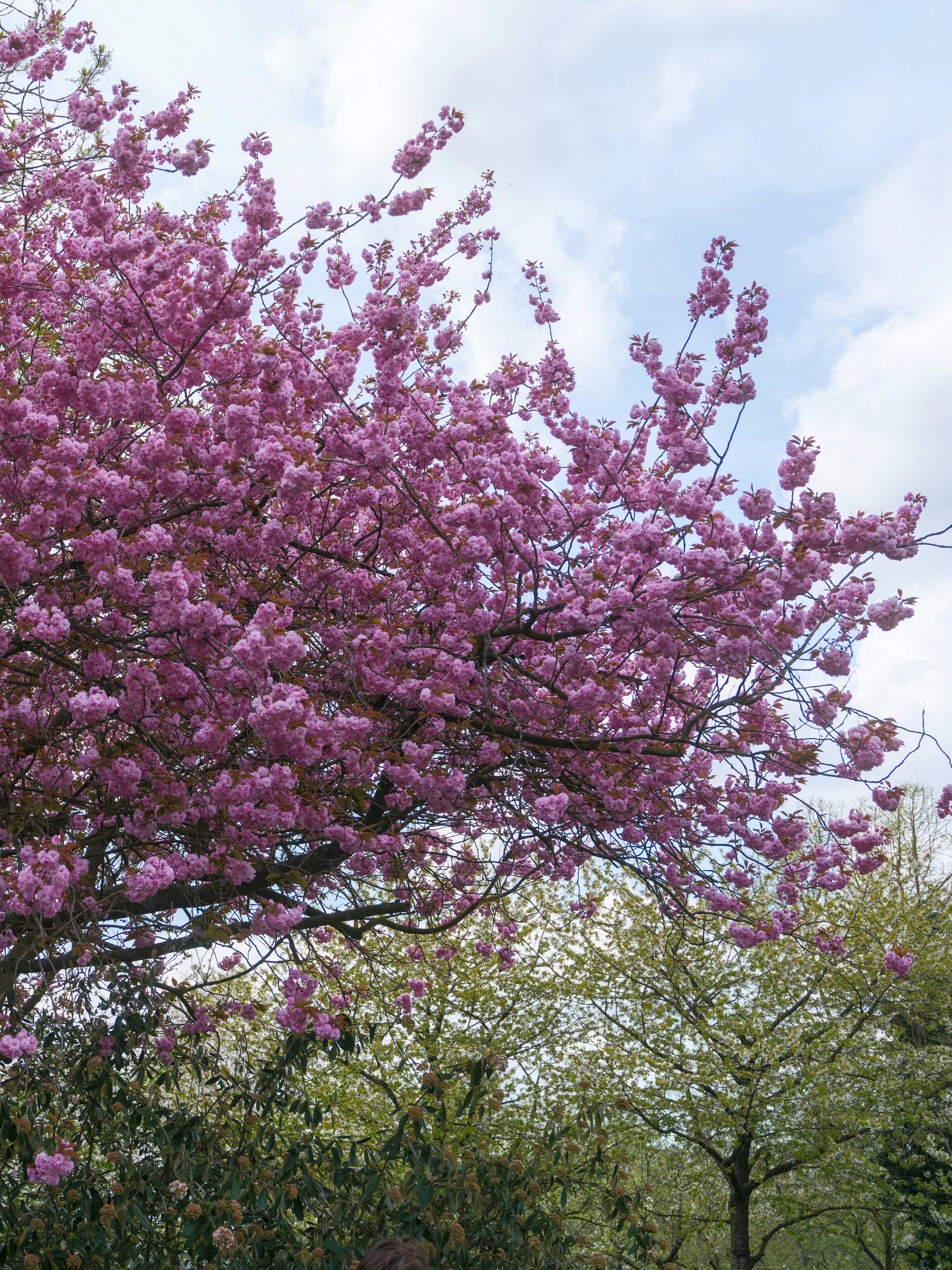 Cherry Blossom Canopy Against a Soft Skyline