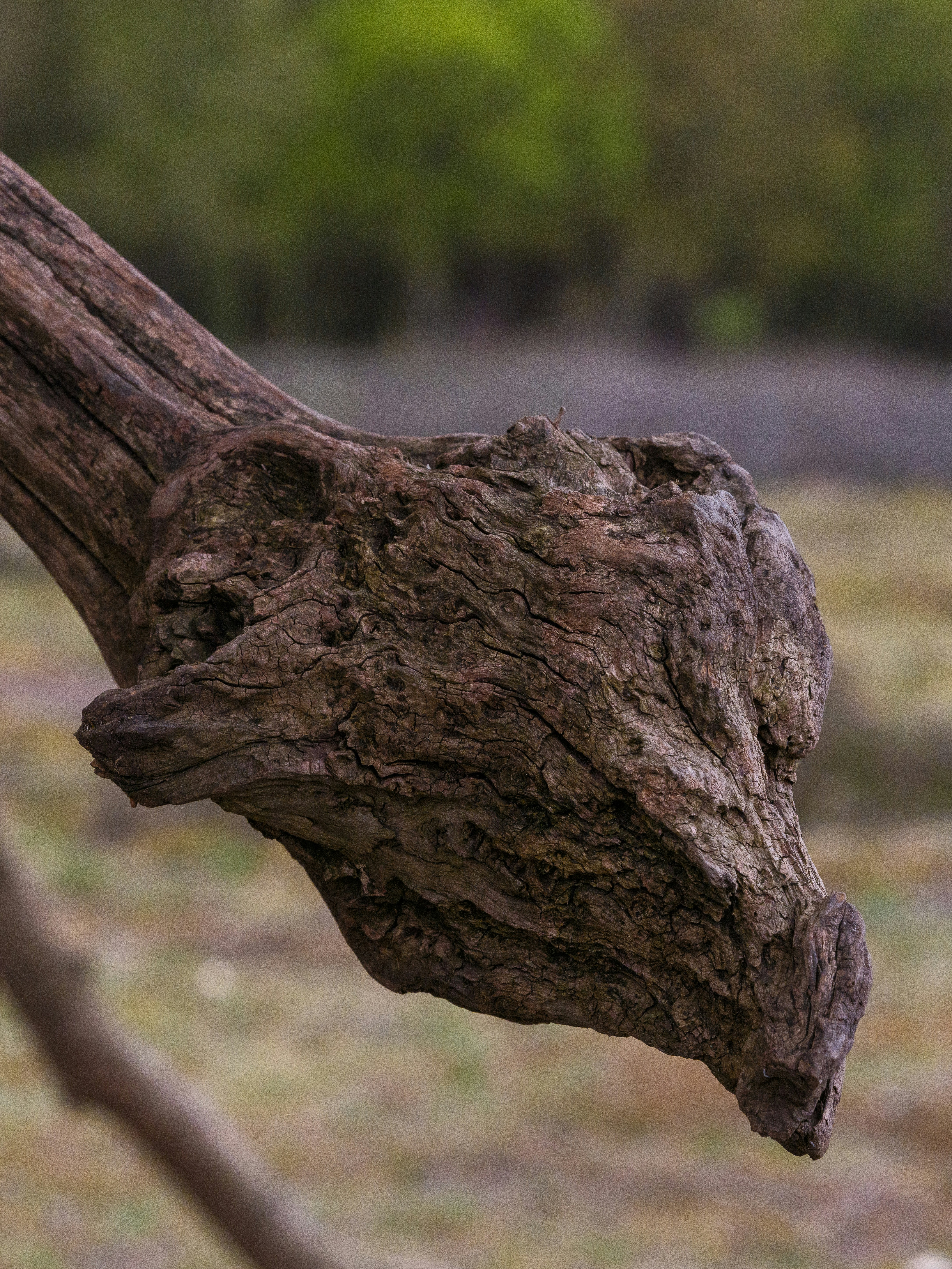 Gnarled Branch Spire: A Weathered Form Against a Quiet Backdrop