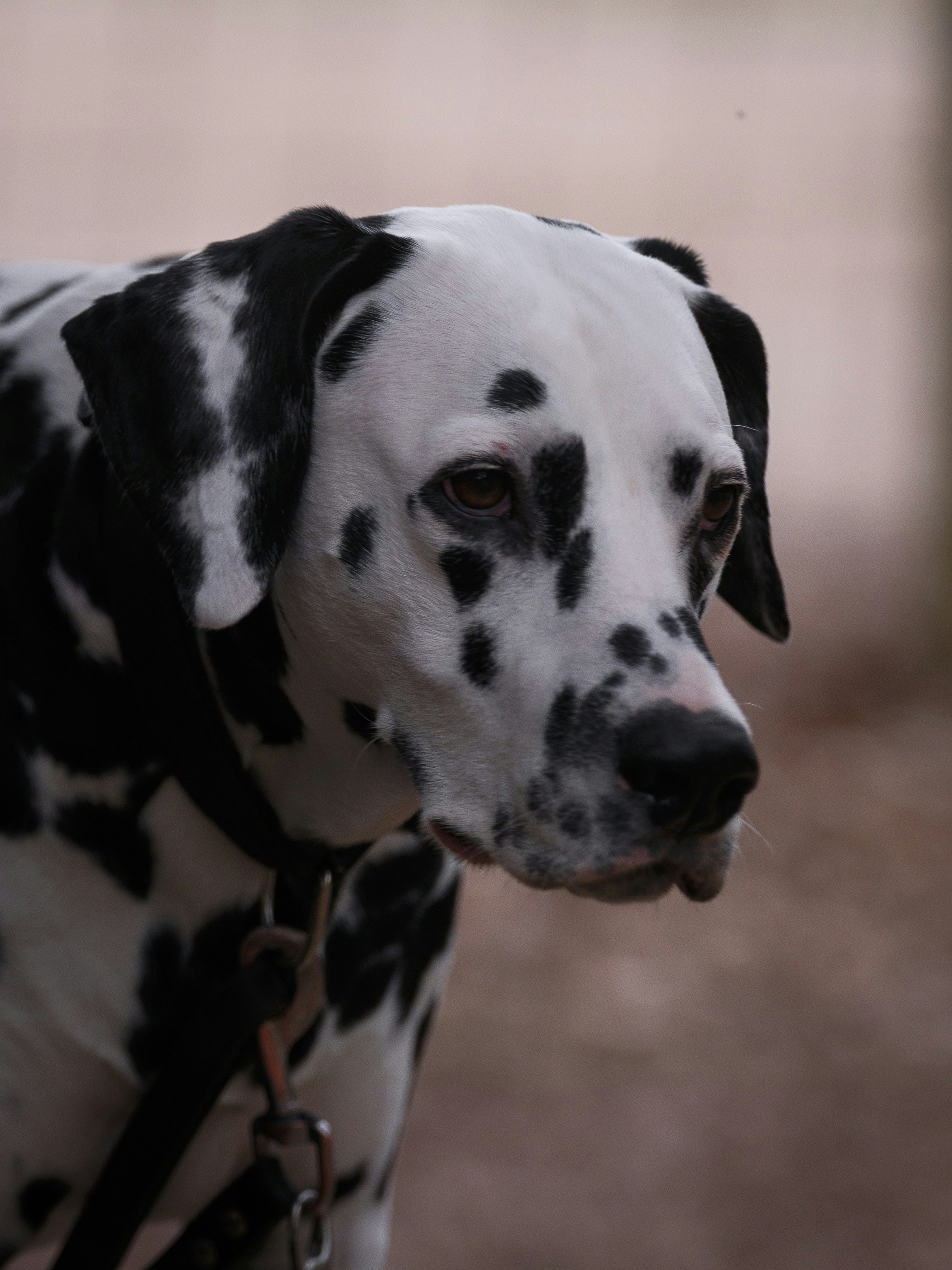 Dalmatian Gaze: Quiet Moment in the Soft Focus