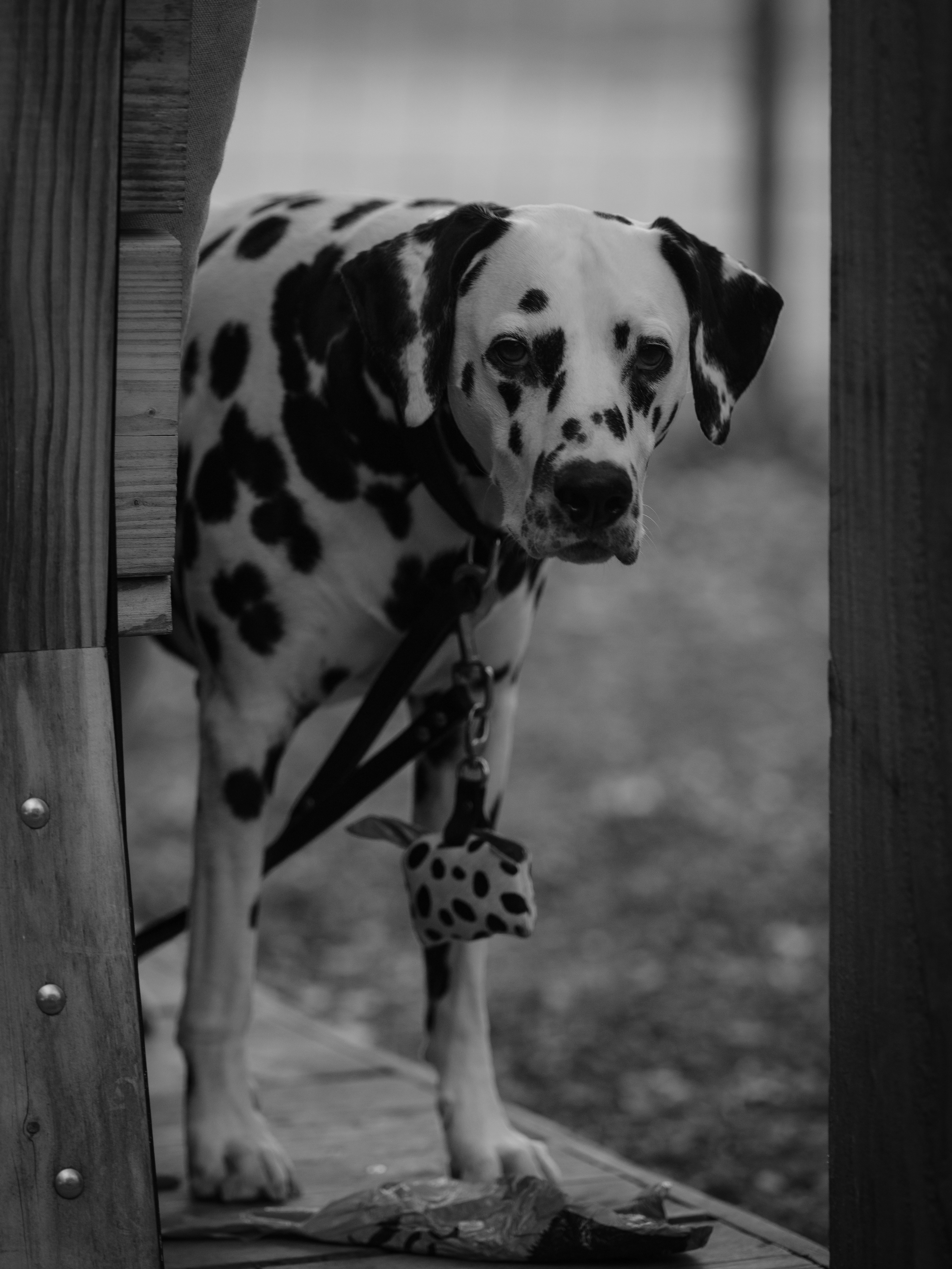 Dalmatian at the Threshold: A Quiet Moment on the Wooden Stage