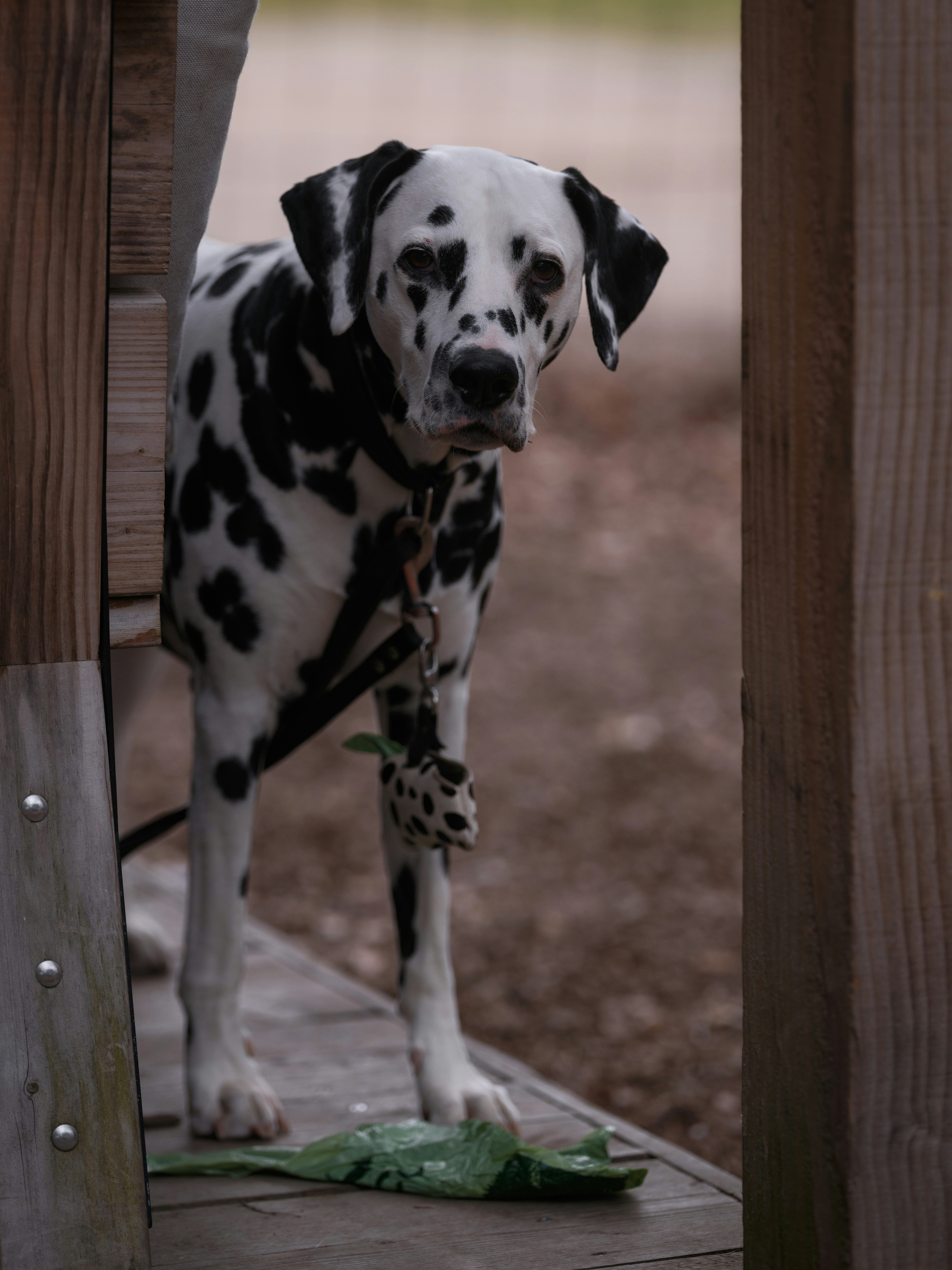 Dalmatian at a Wooden Gate: A Curious Pause