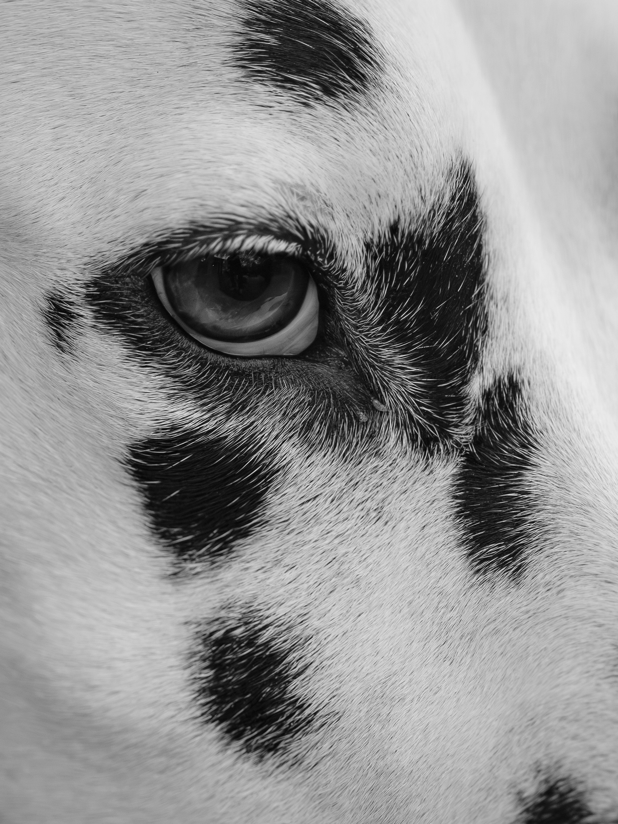 Close-up of a Dalmatian-like Brandmark: a Dalmatian-patterned eye