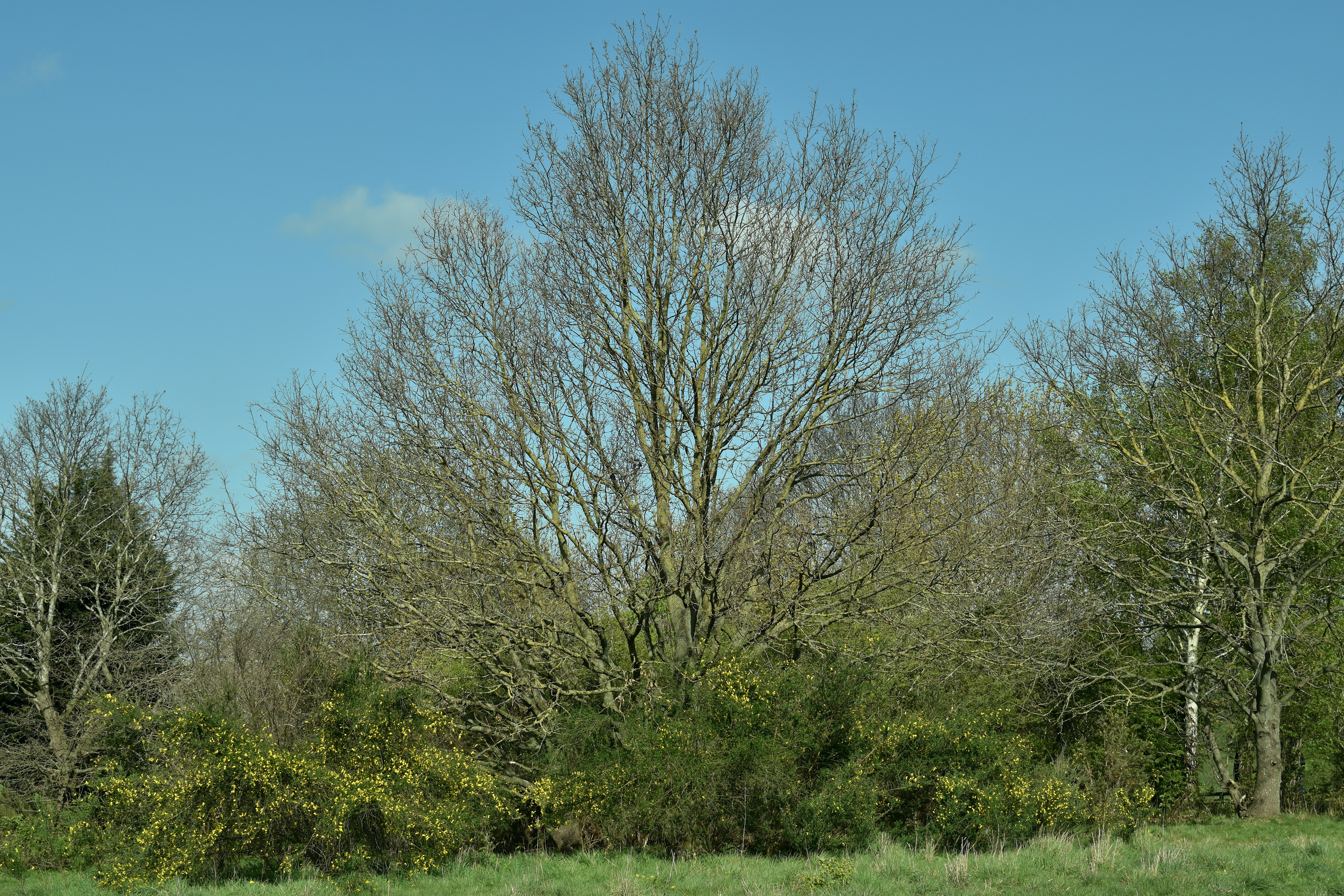 Spring Quiet: A Row of Leafless Trees Against a Bright Sky