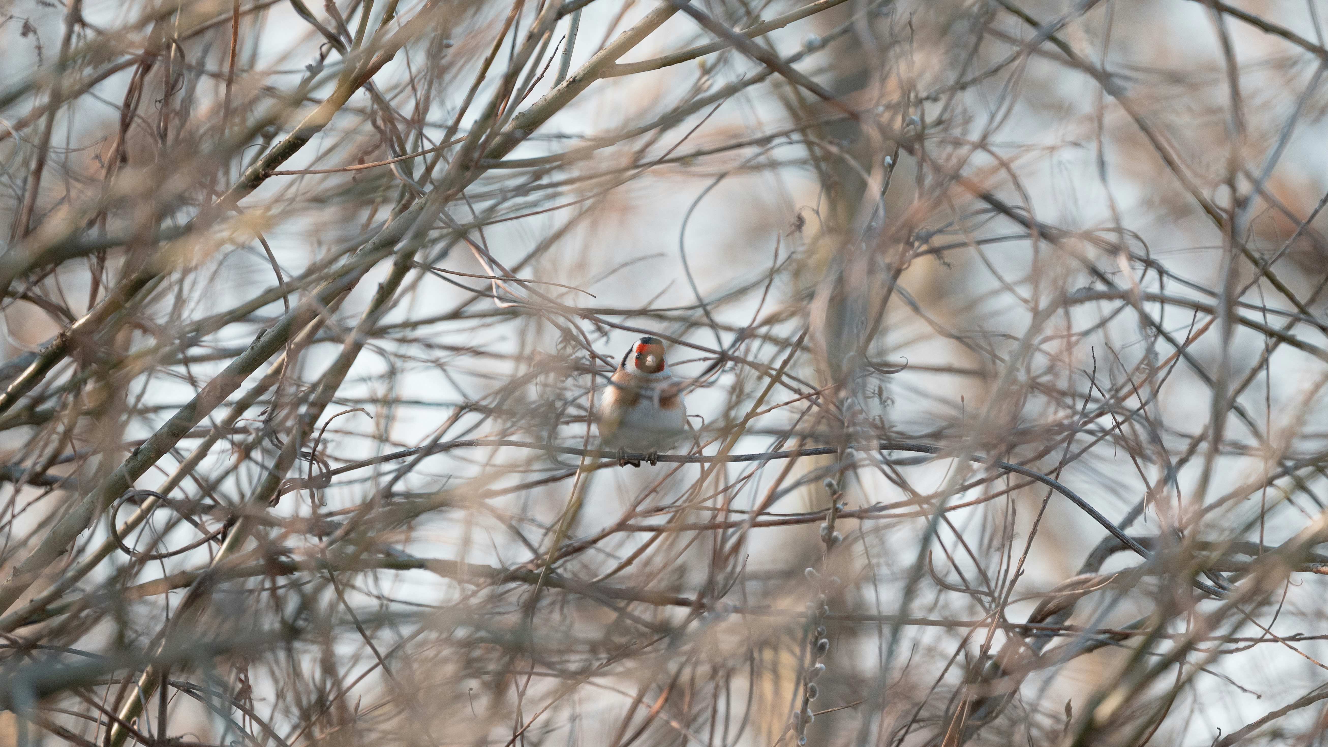 Tiny Bird in a Tangle: A Winter Snippet of Life