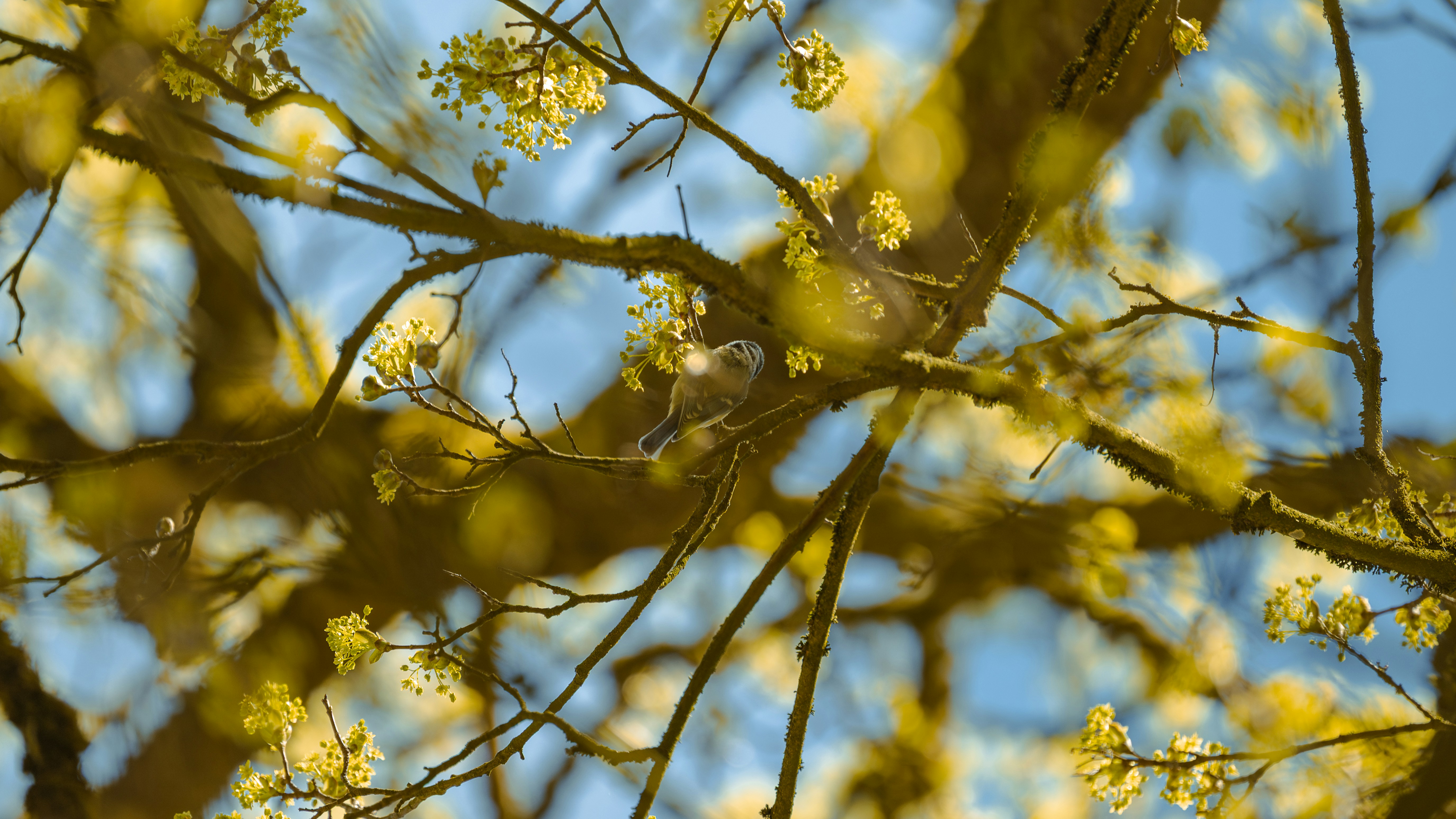 Sunlit Blossoms in a Lattice of Branches