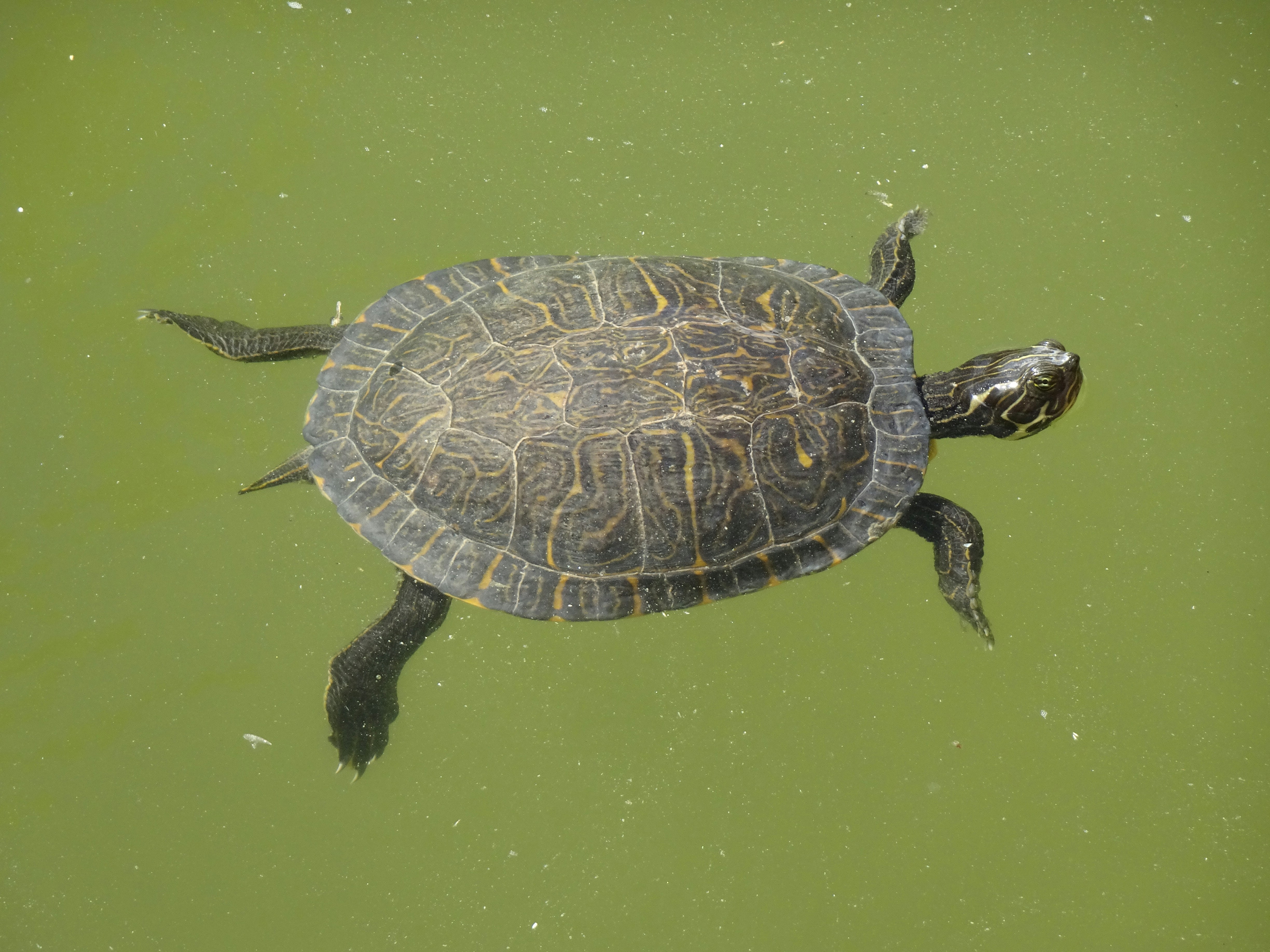Floating in Silence: A Young Painted Turtle on Olive Waters