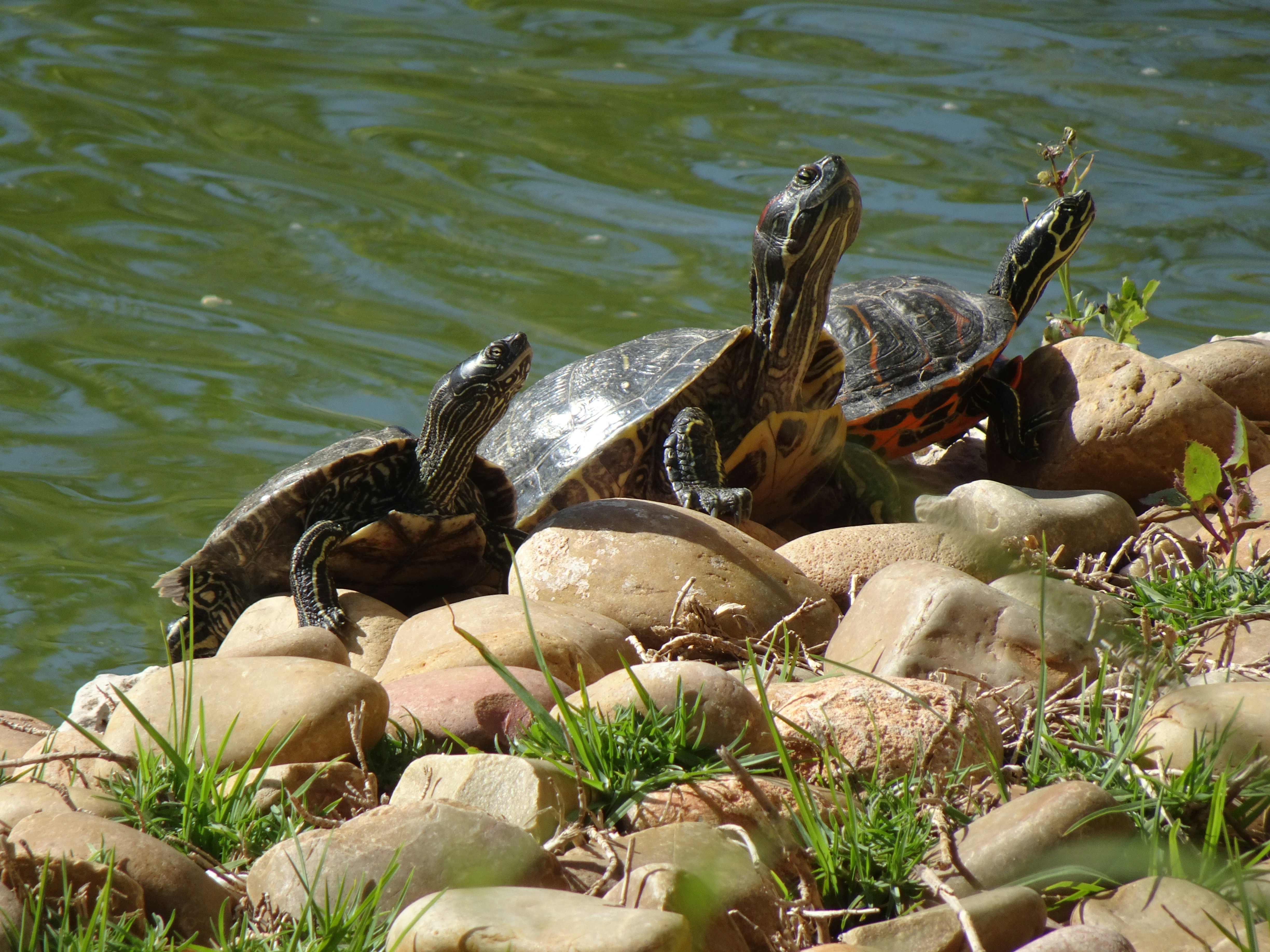 Sunny Rocks and Shellback: Turtles Basking by the Riverbank