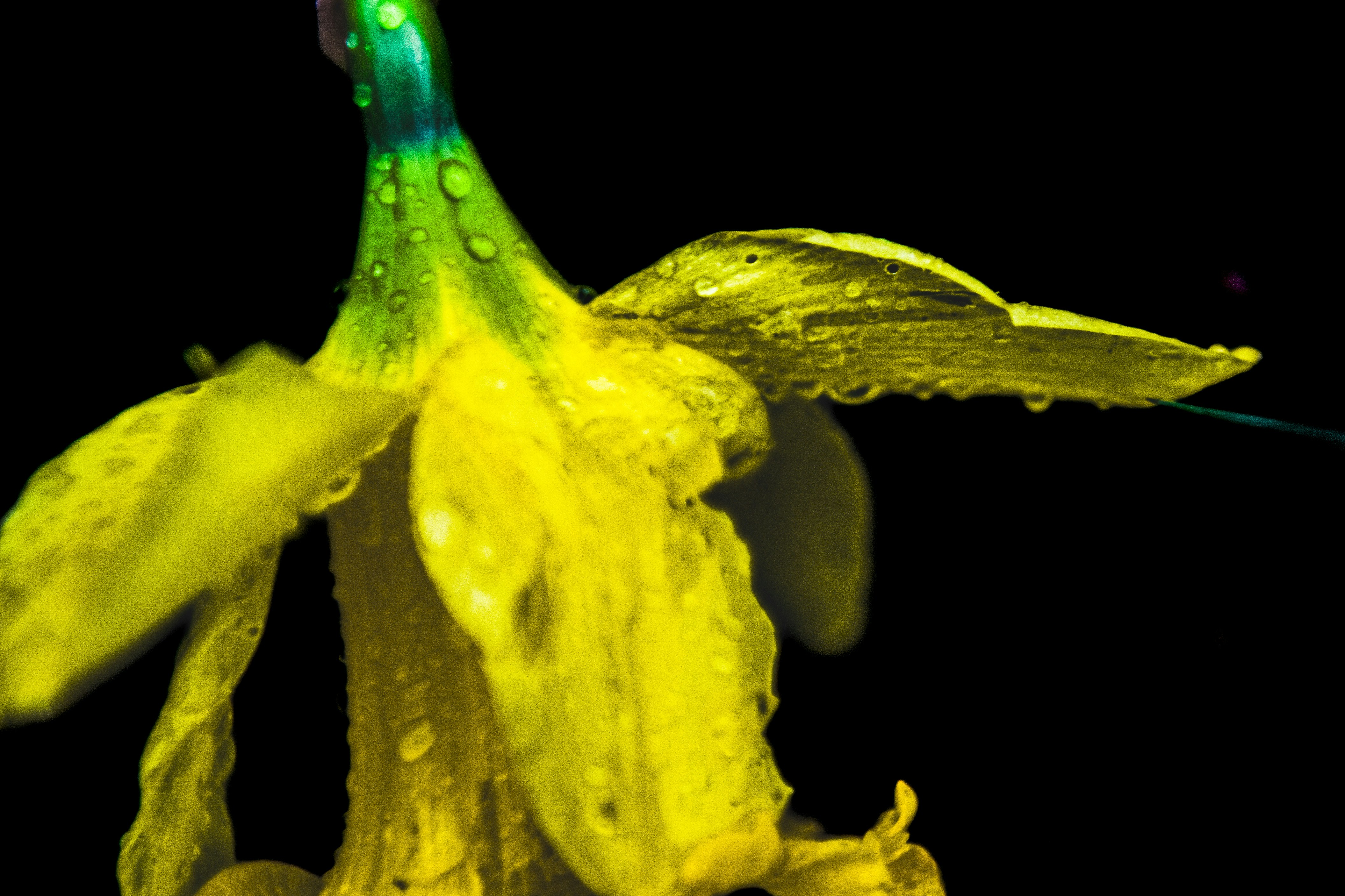 Liquid-gold bloom under black velvet