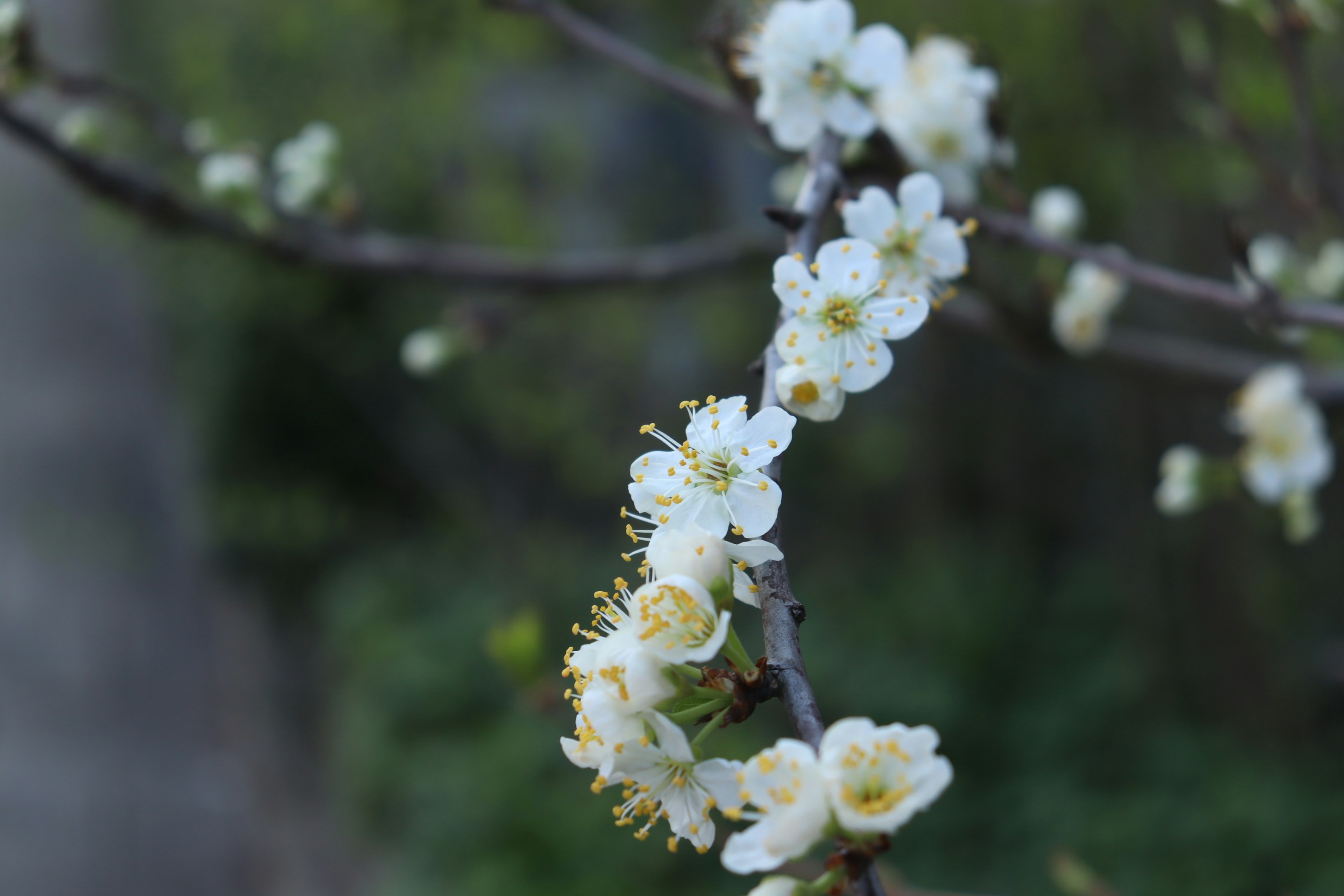 on an elongated branch, delicate minimalistic white spring plum blossoms | IV
