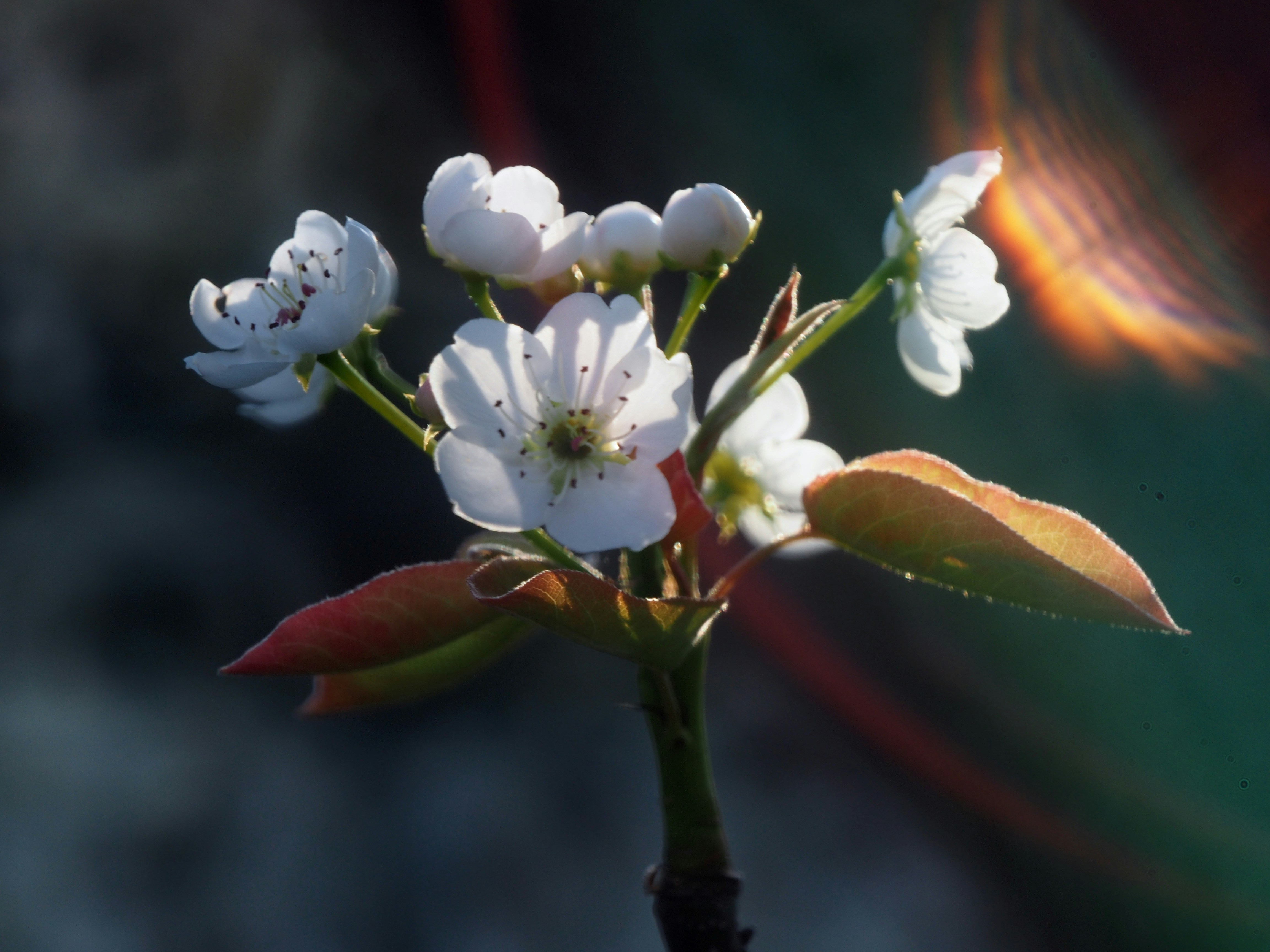 White blossoms in soft focus with a bending stem and warm light arc