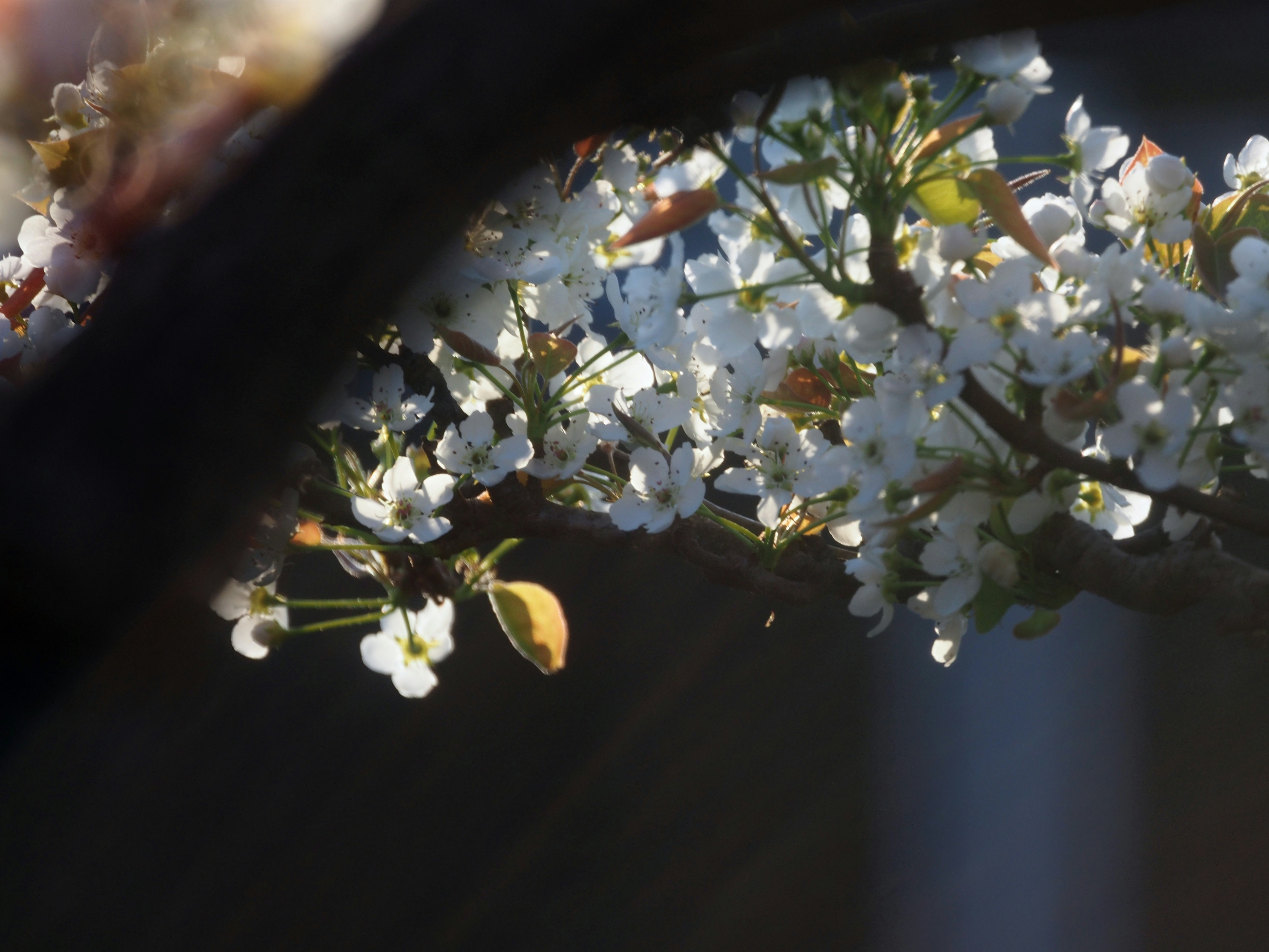 Blossoms Framed by a Dark Arc