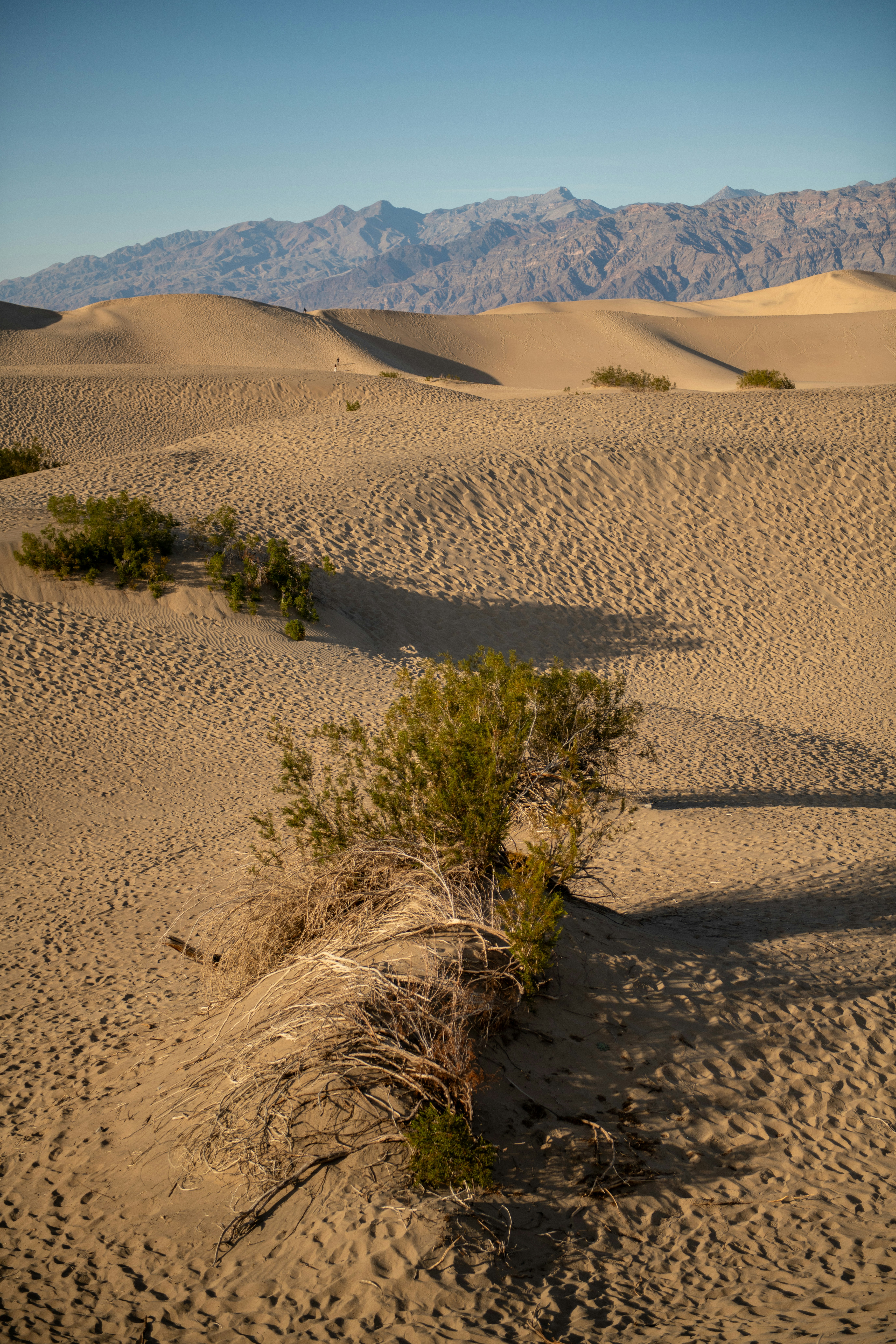 Desert Spine: A Wind-Worn Scrub Clings to the Sand Dunes with Rugged Peaks in the Distance