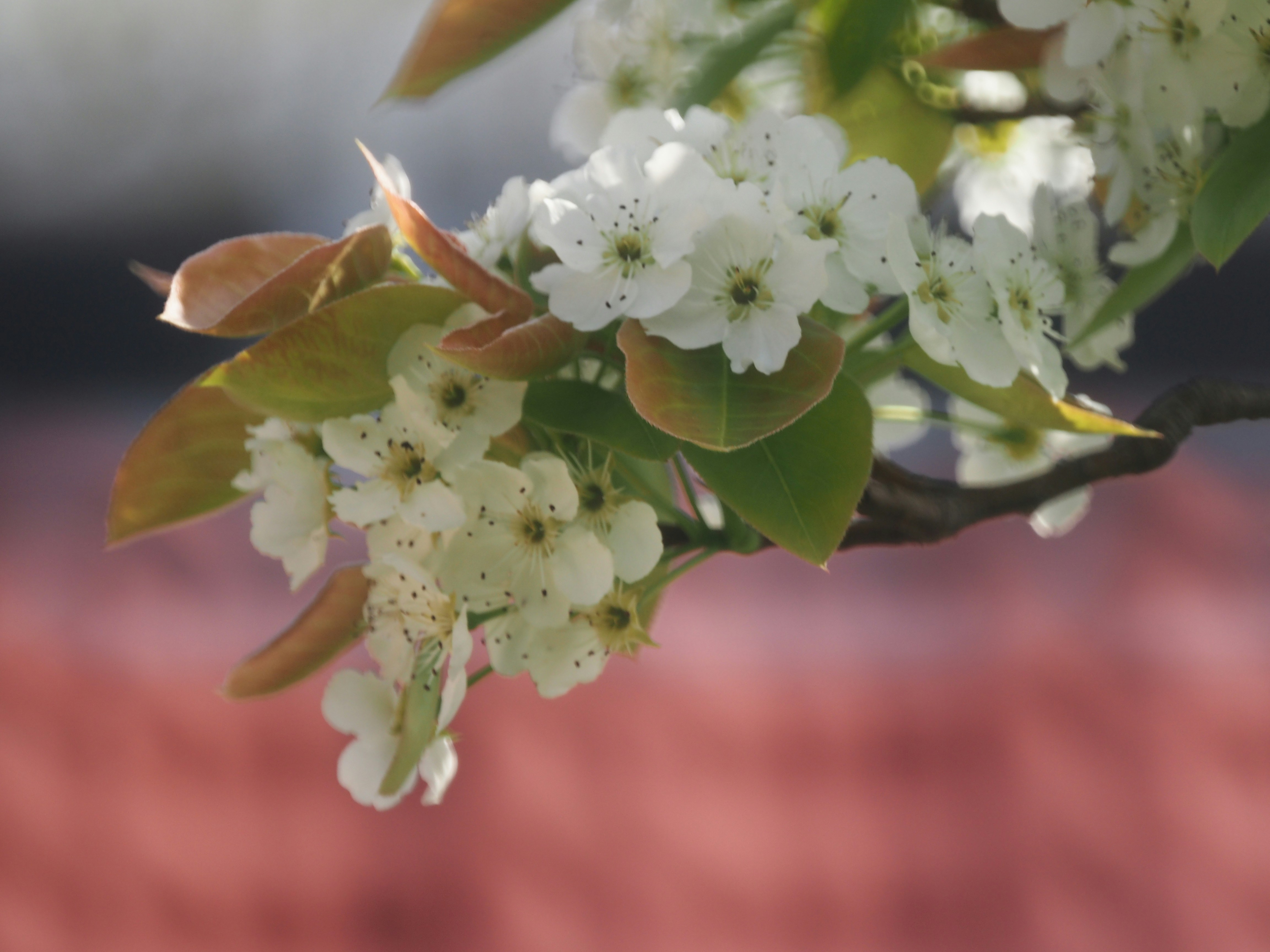 Blossoms in Soft Focus: A Gentle Blooming Moment