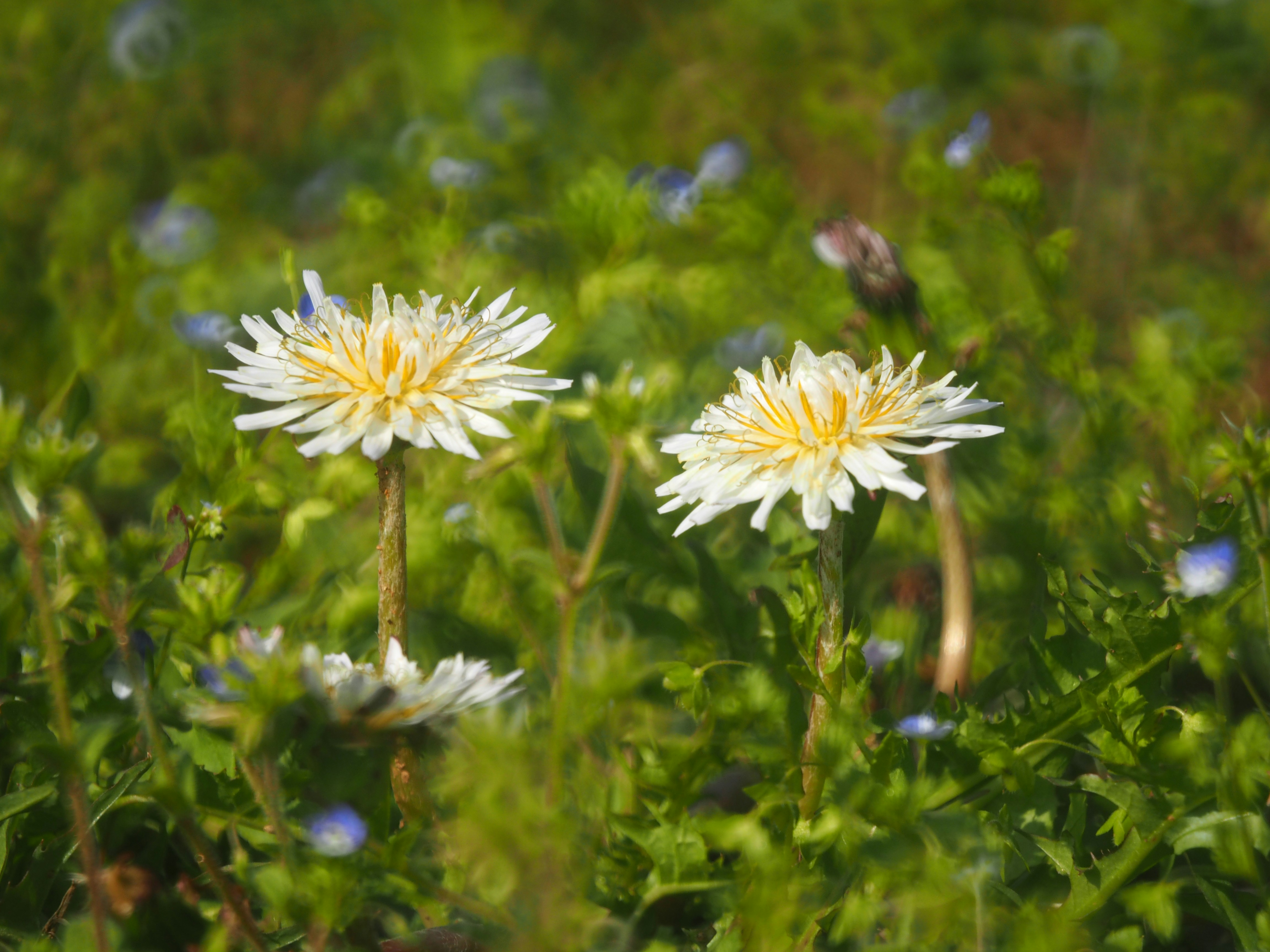 Two pale-yellow dandelion-like blossoms in a sunlit meadow