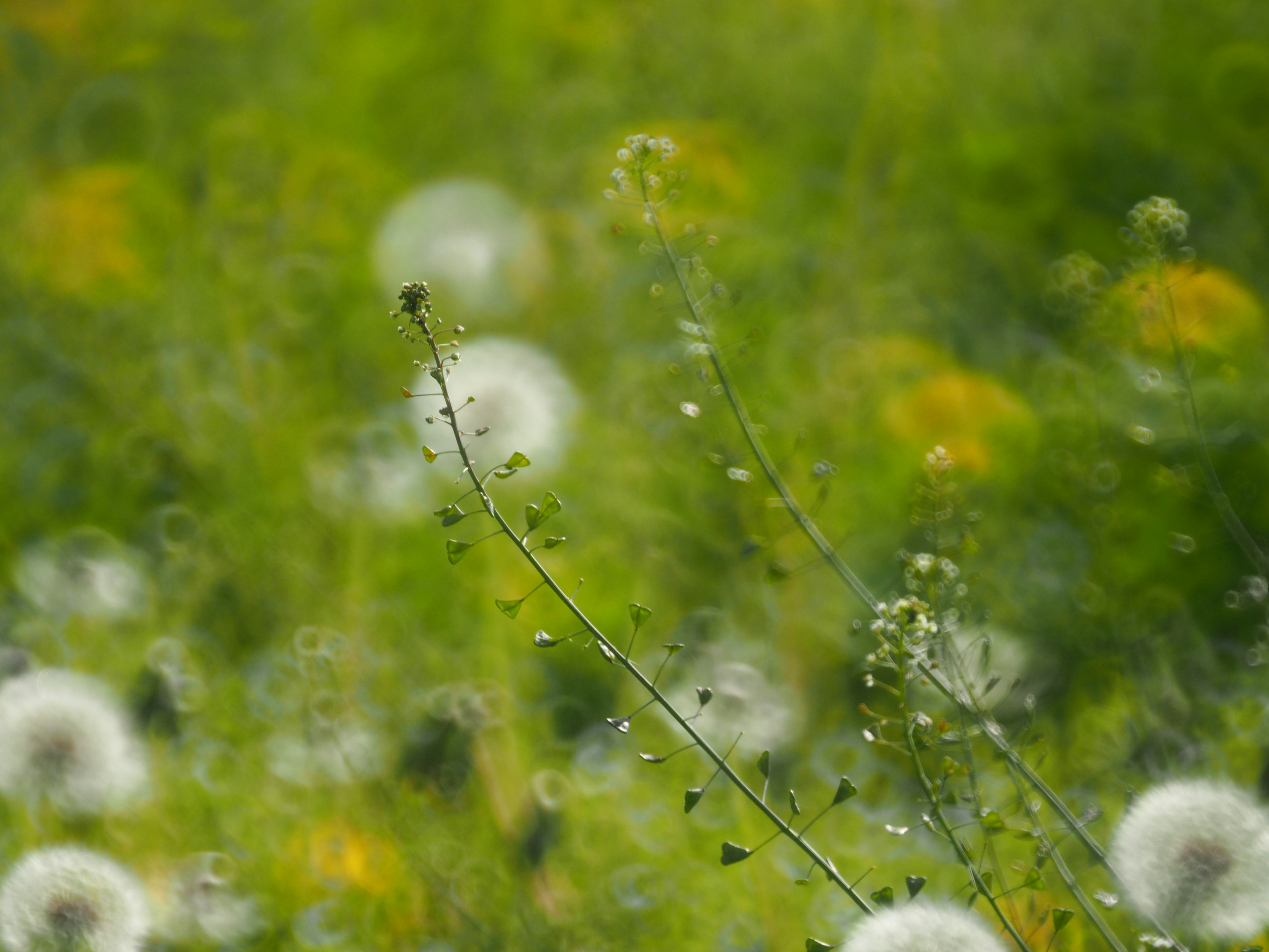 Delicate Seed Heads in a Sunlit Field