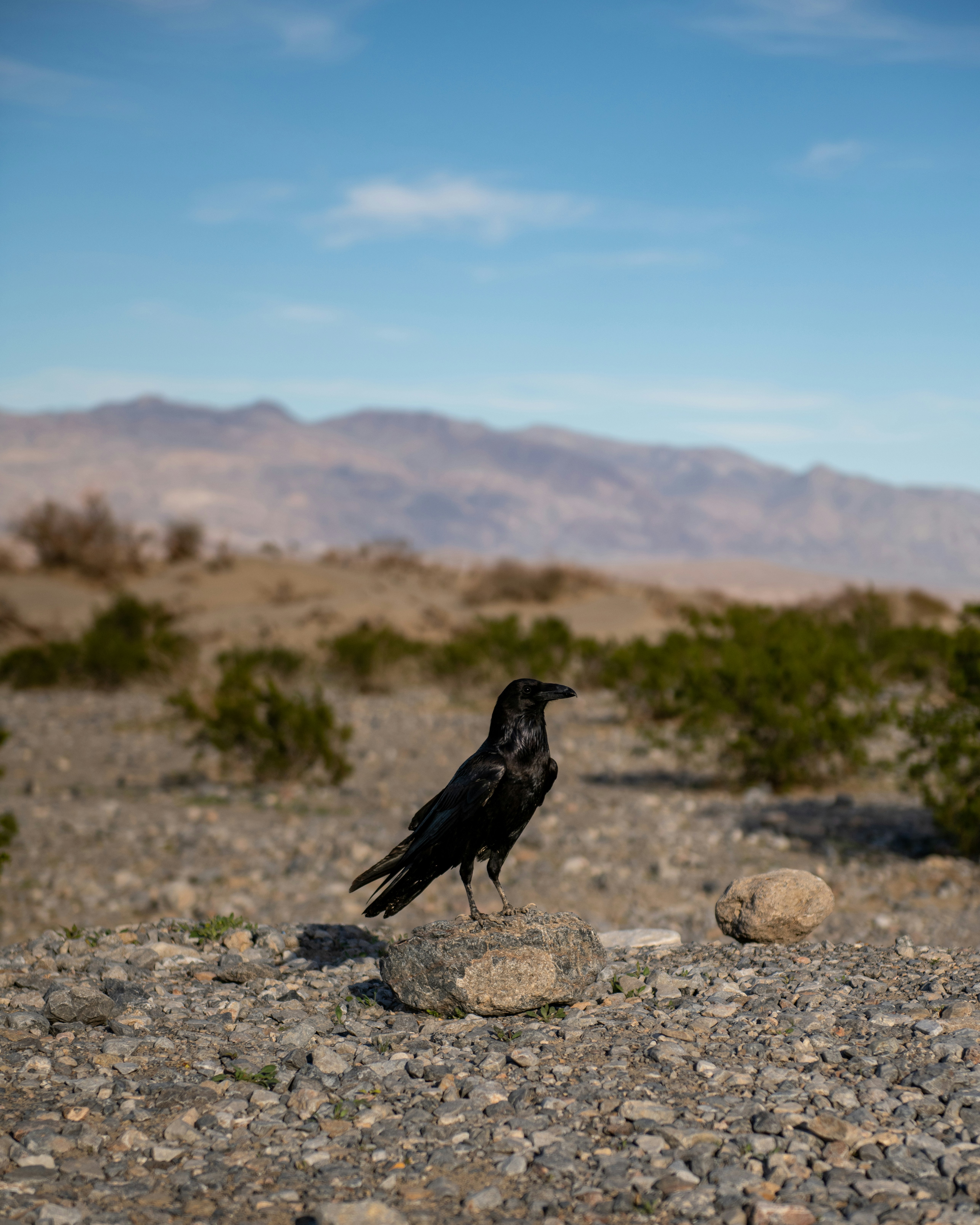 Desert Crow on a Pebble Stage