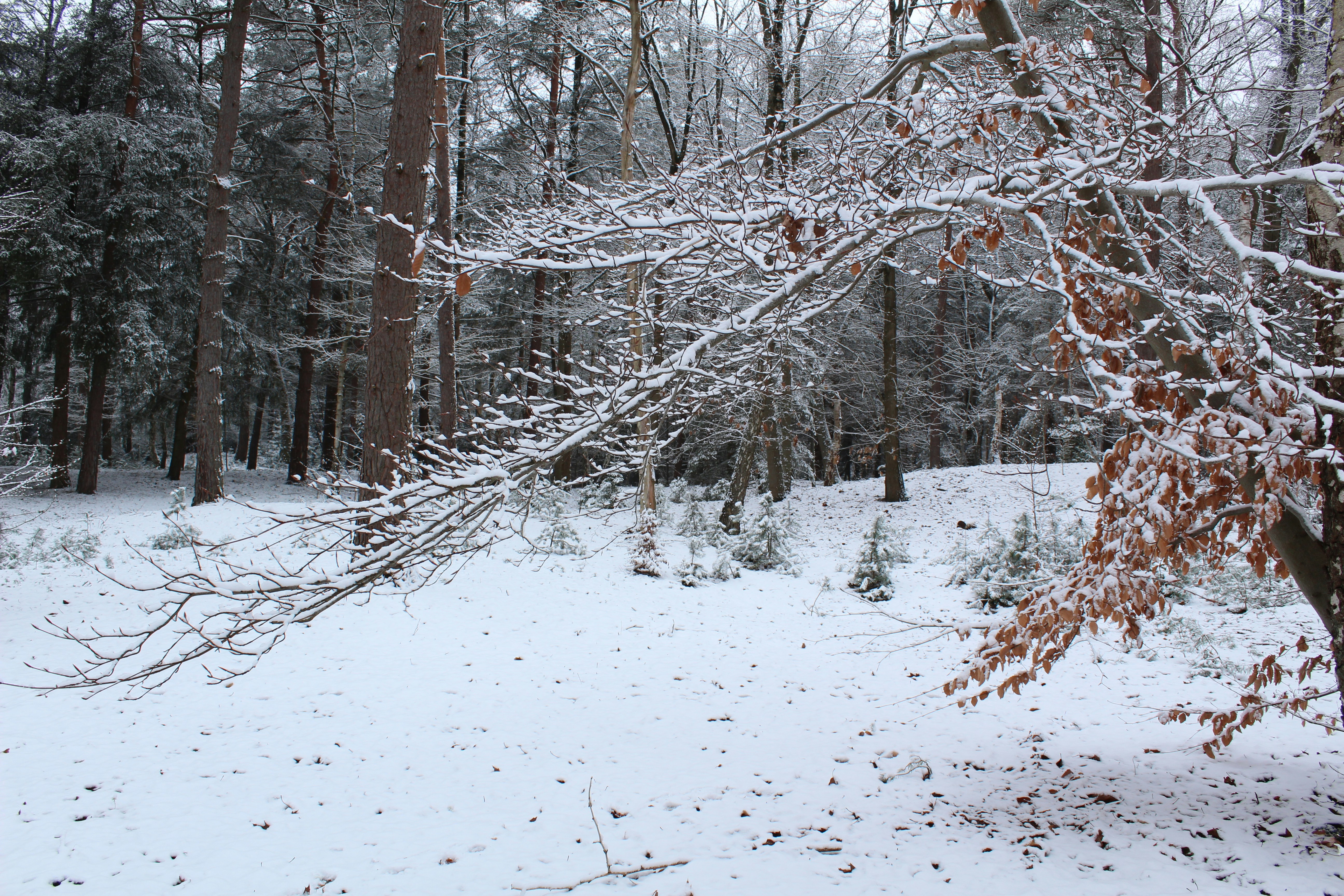 Snow-Lace Canopy: A Quiet Winter Forest