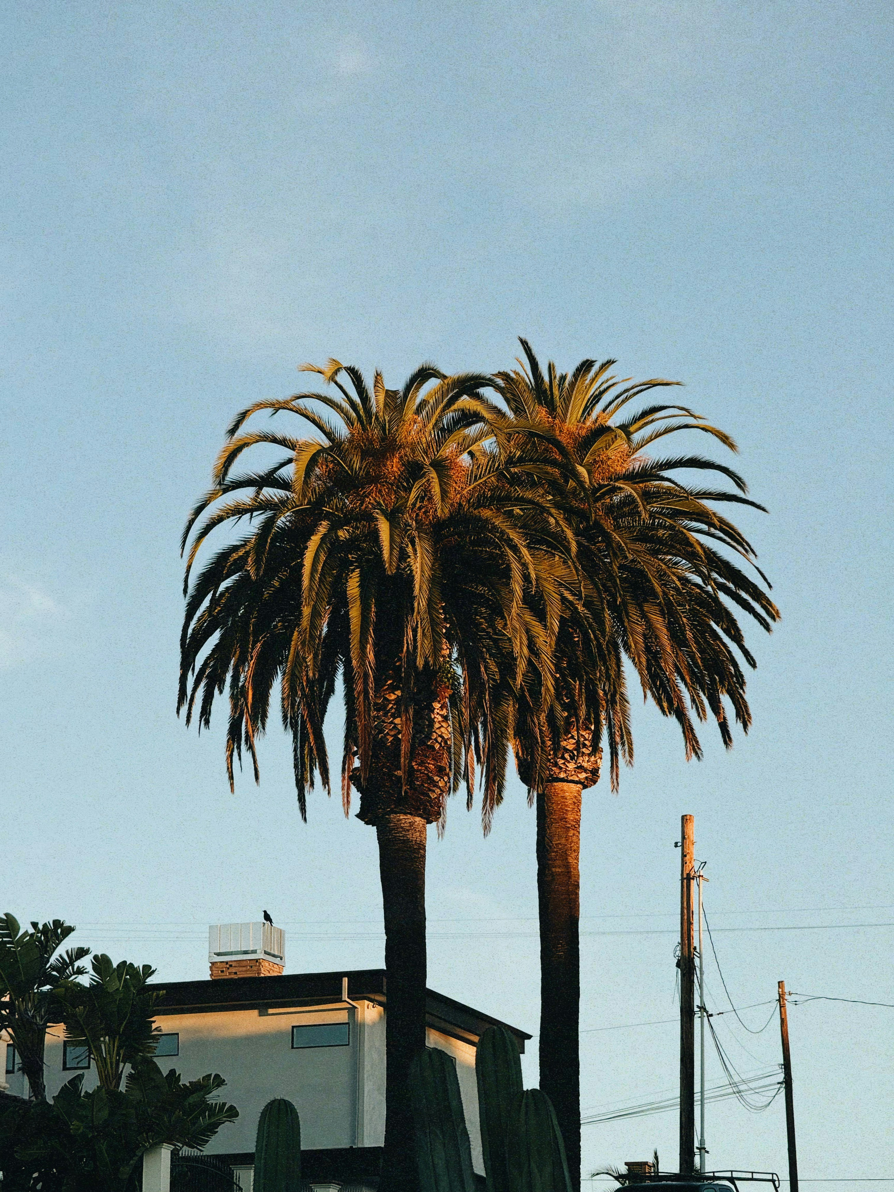 Twin Palms Under a Clear Sky