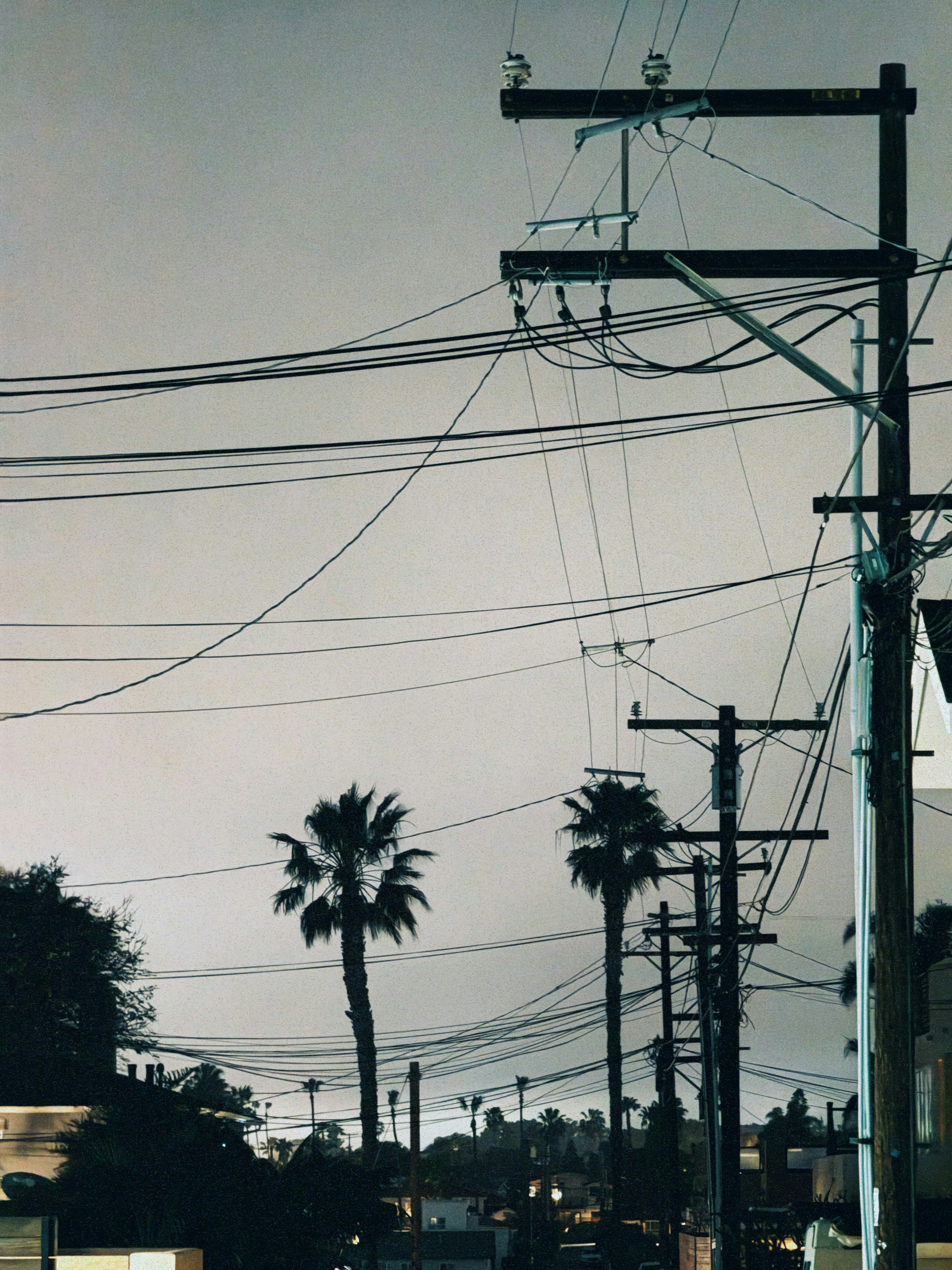 Tangled Lines and Palm Silhouettes: A Quiet Urban Skyline