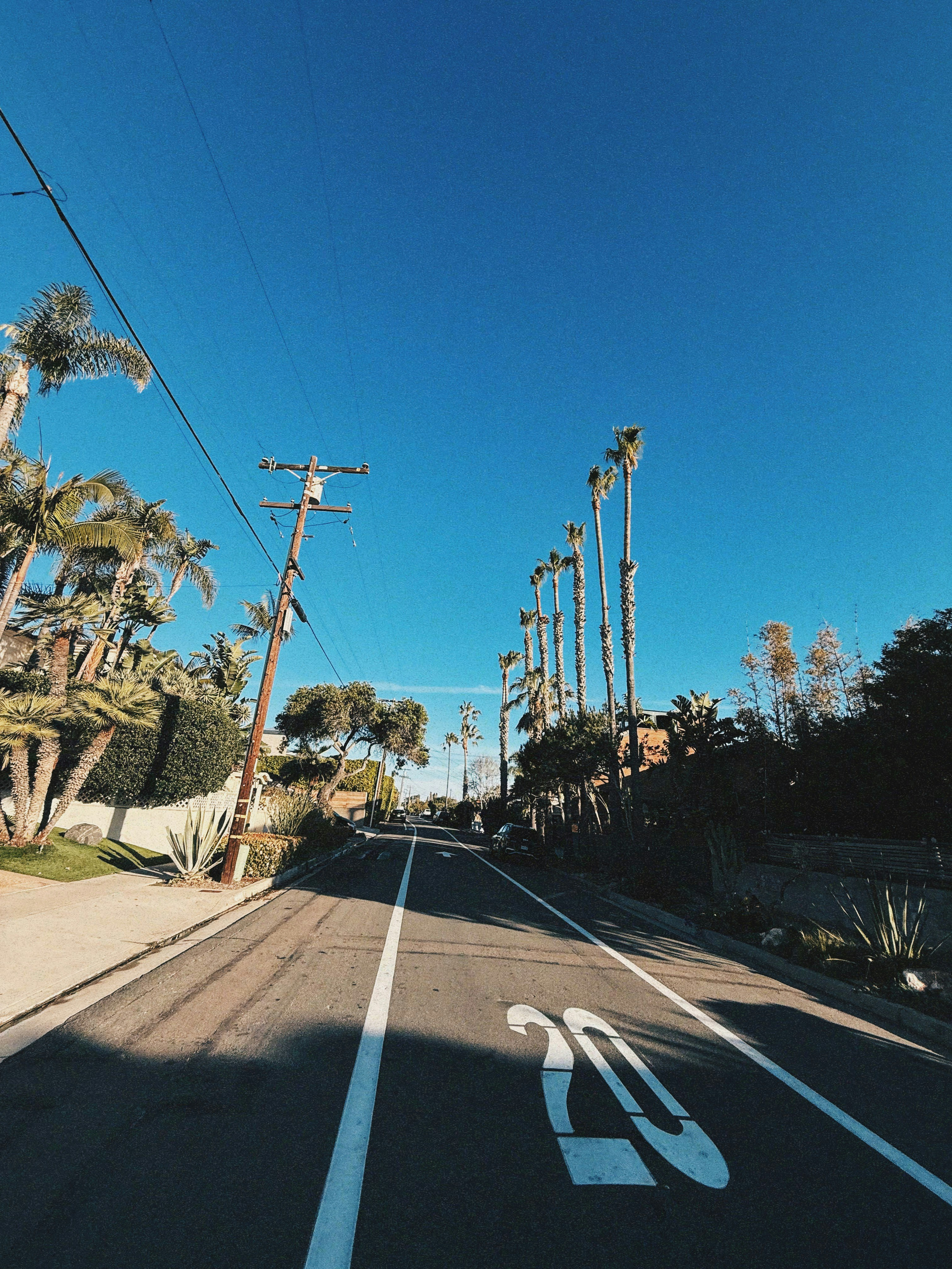Palm-lined Avenue Reaching Toward a Clear Blue Horizon