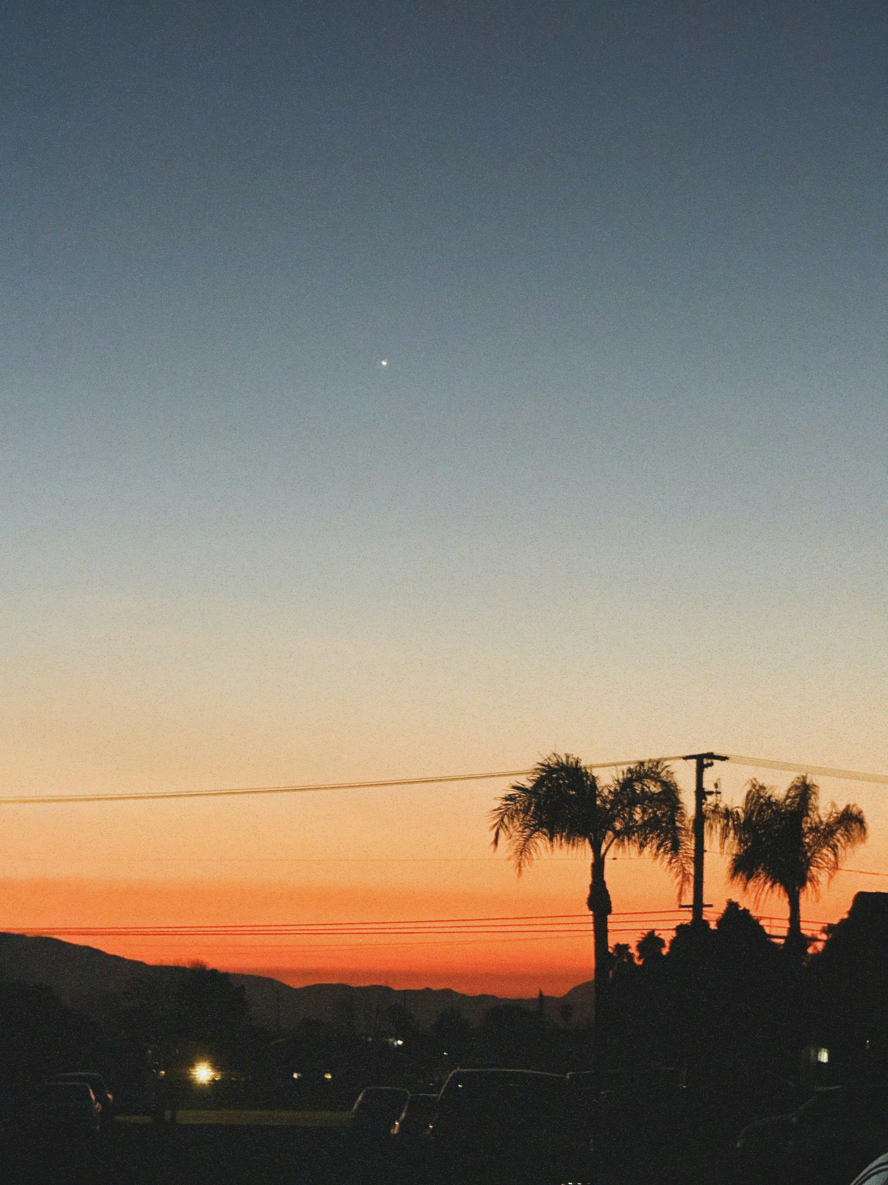 Silhouetted Palm Row at Twilight