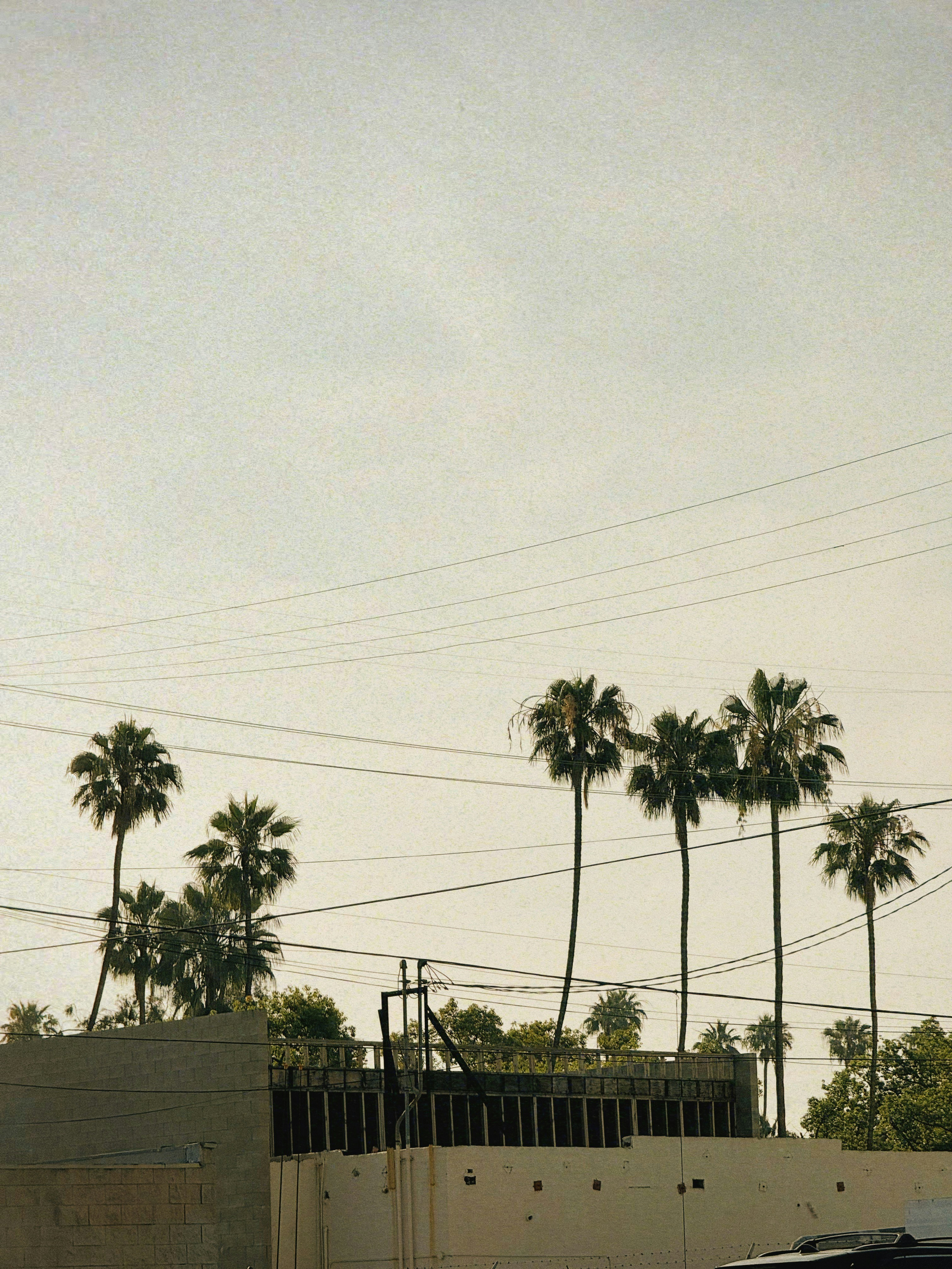 Deserted Block Beneath Tall Palm Lines