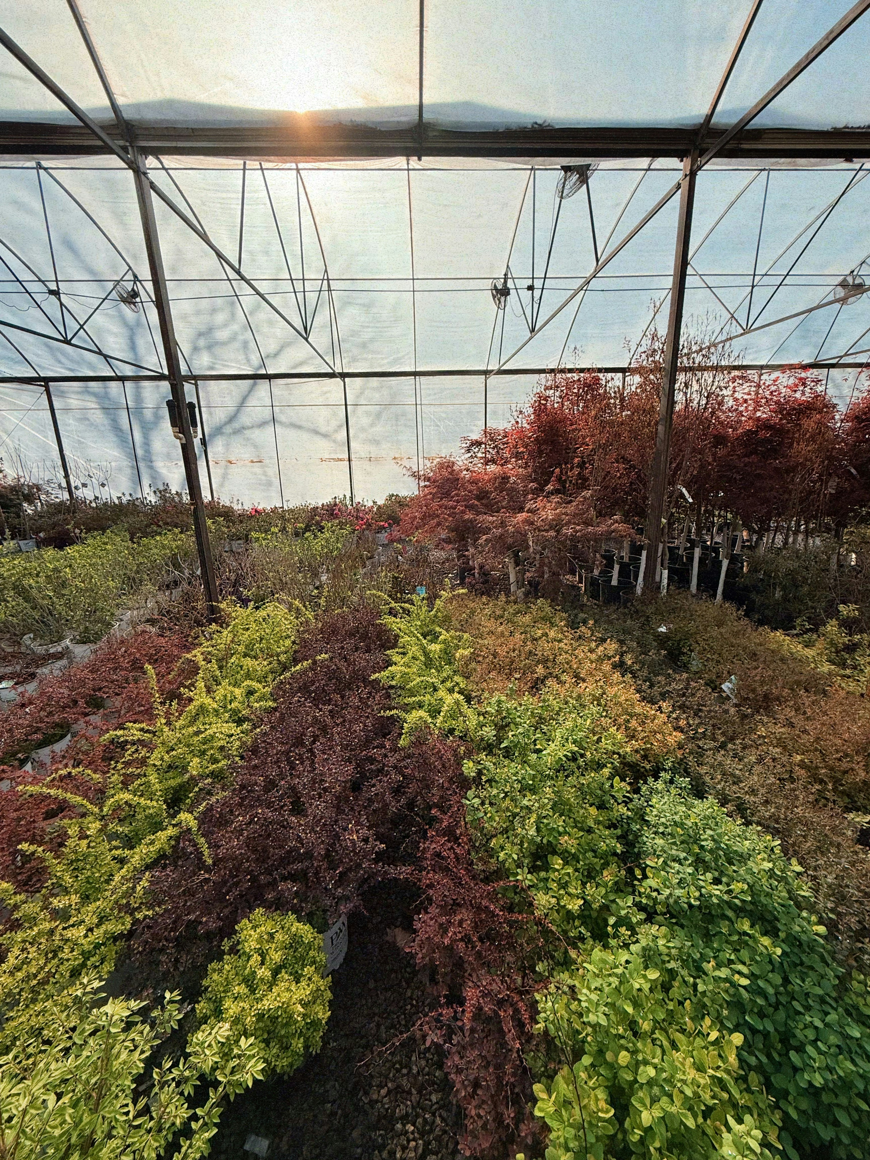 Sunlit Aisle Through a Glasshouse of Verdant Hues